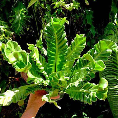 Cobra fern with FREE fertilizer and free Pot | Lazada PH