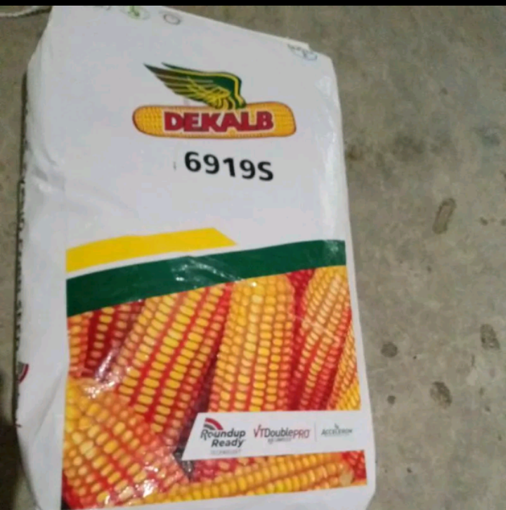 Dekalb 6919s Corn Seed | Lazada PH