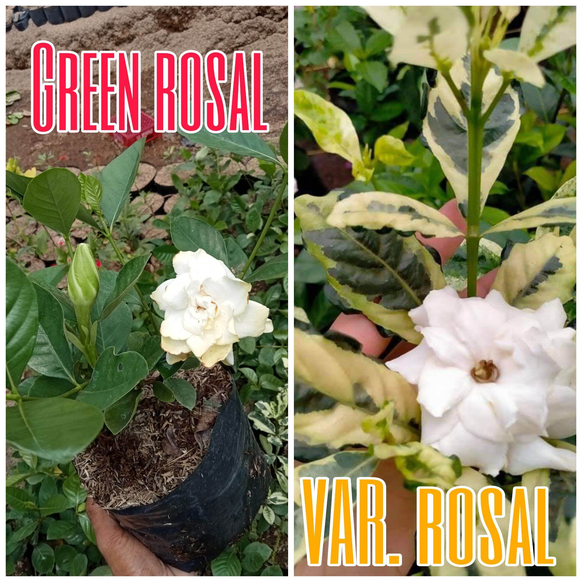 Green rosal Double petals Mabango ang bulaklak/ variegated rosal ...