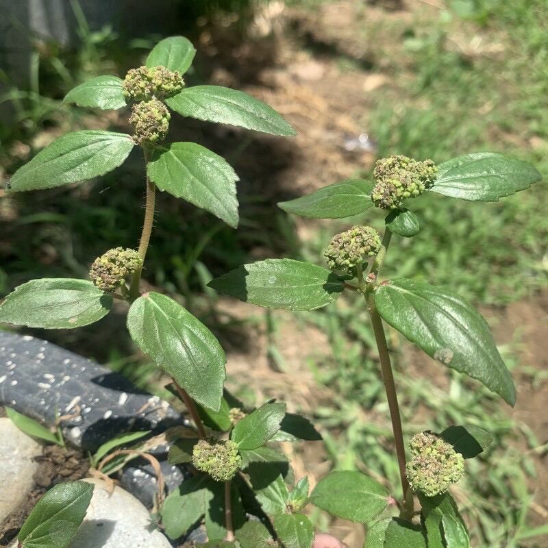 Fresh Tawa Tawa / Gatas Gatas Herbal plant | Lazada PH