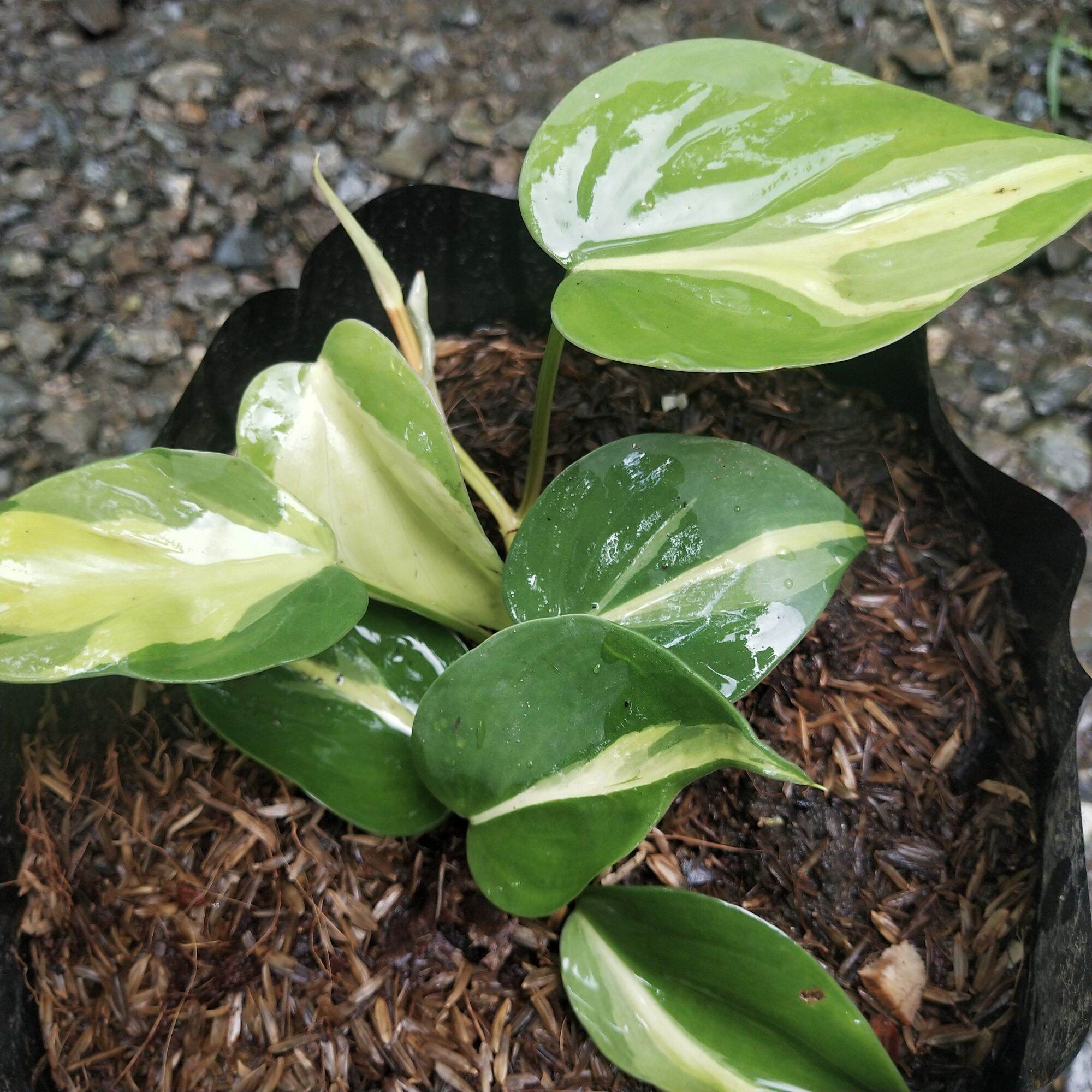 BRAZIL POTHOS PLANT FOR SALE | Lazada PH