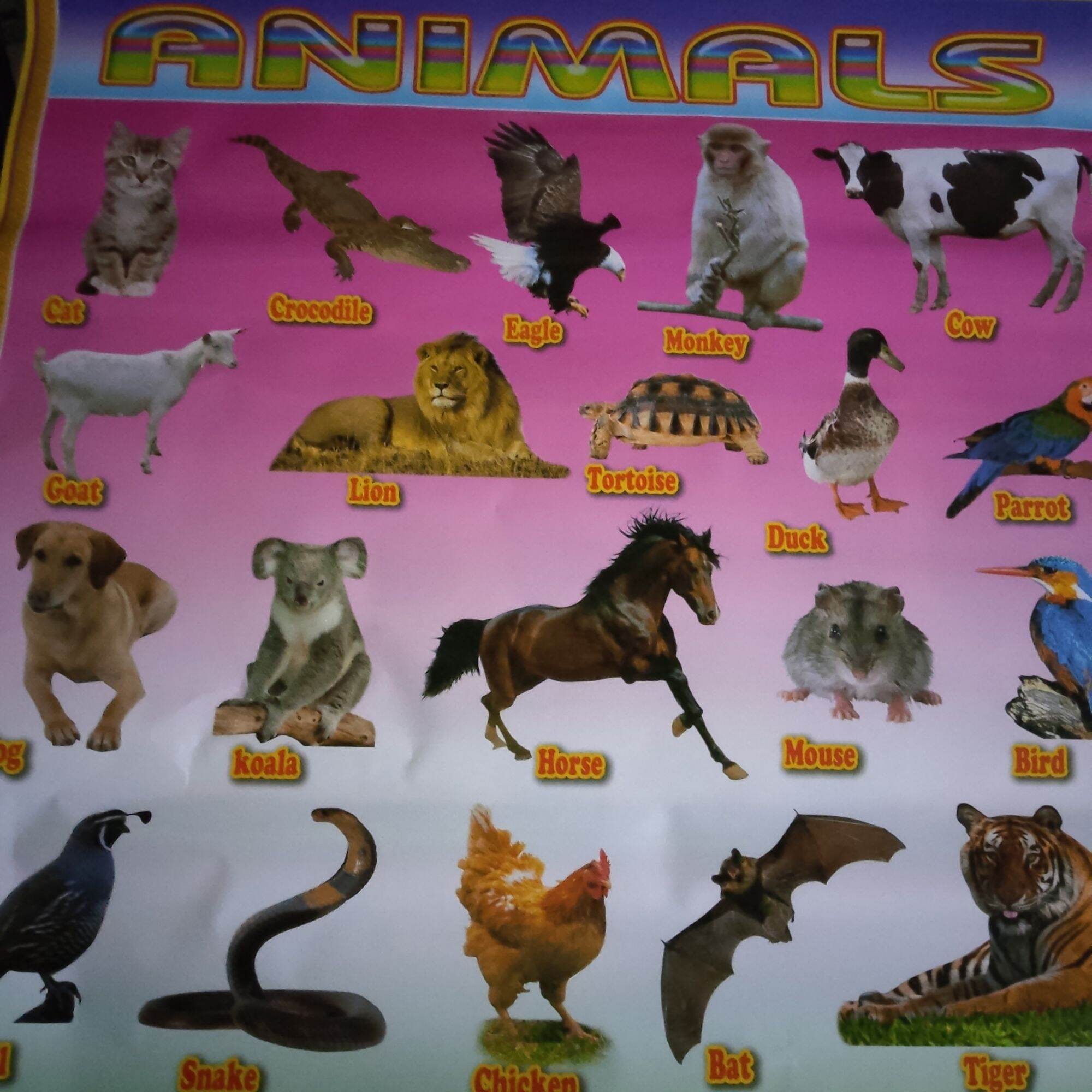 Educational Chart for children 49x67cm | Lazada PH