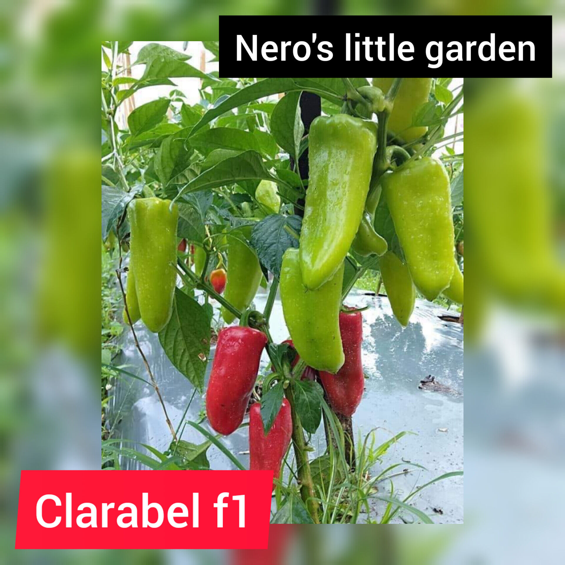 Nero's Clarabel f1 Sweet Pepper (20 seeds) | Lazada PH