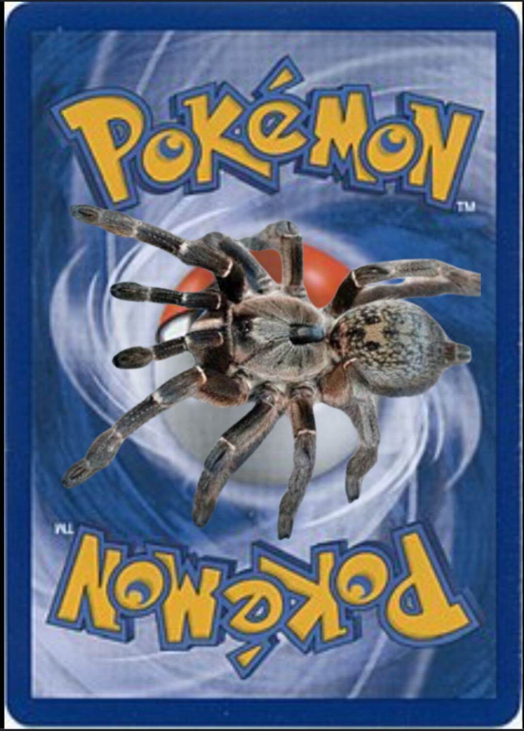 Pokemon Collectible Cards (Tarantula Slings) | Lazada PH