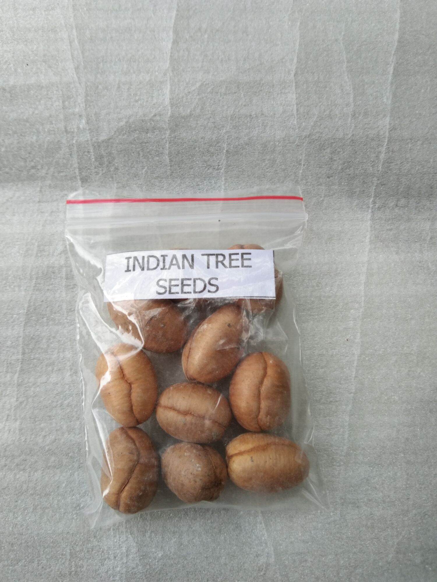 Indian Tree Seeds (10/20 pcs) | Lazada PH