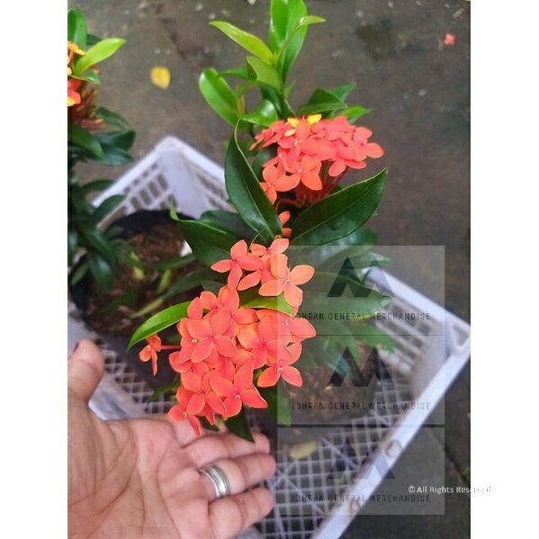 Santan Flowering seedlings Dalandan Orange Rare Variety | Lazada PH