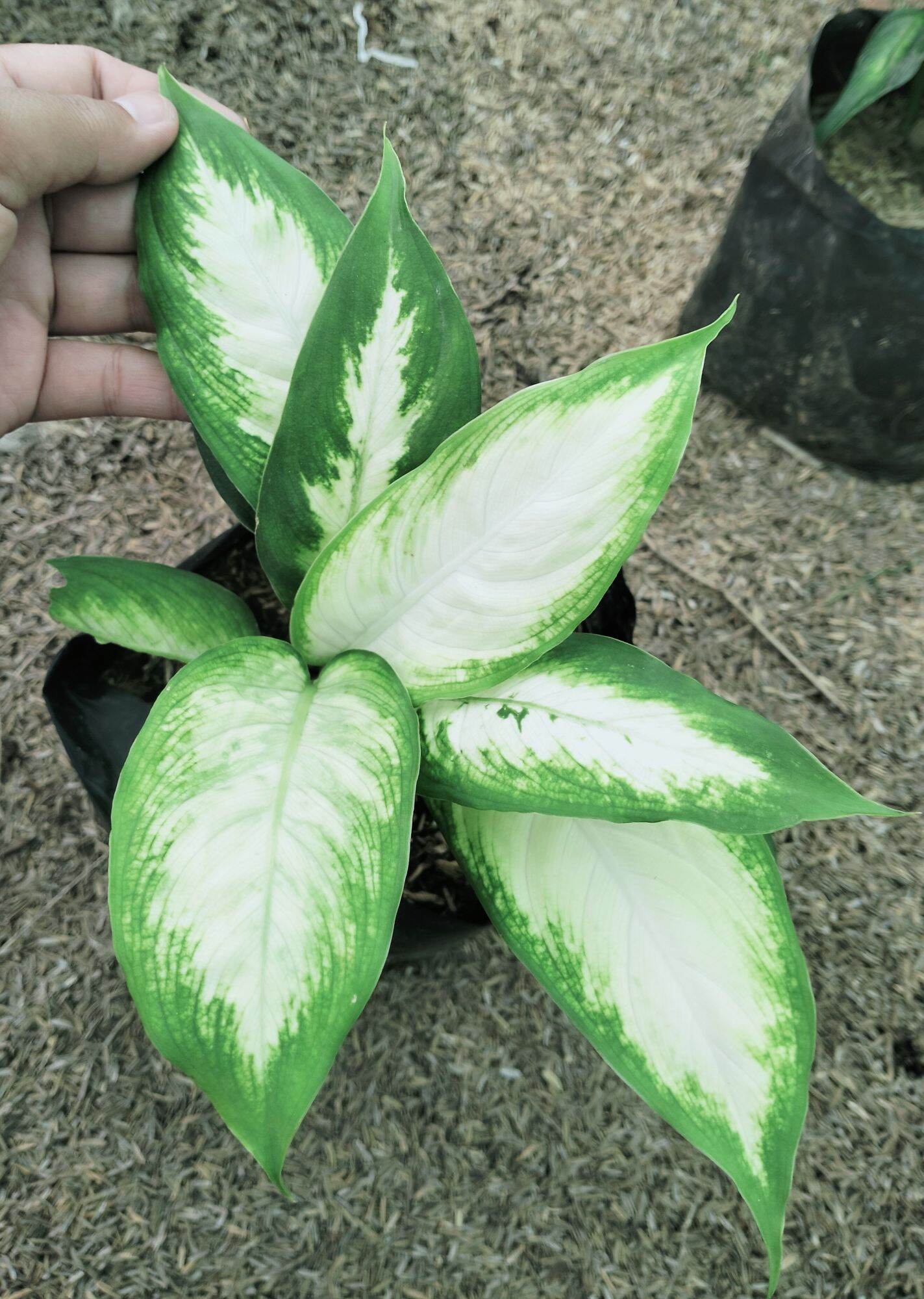 DIEFFENBACHIA MACULATA "CAMIILE" | Lazada PH
