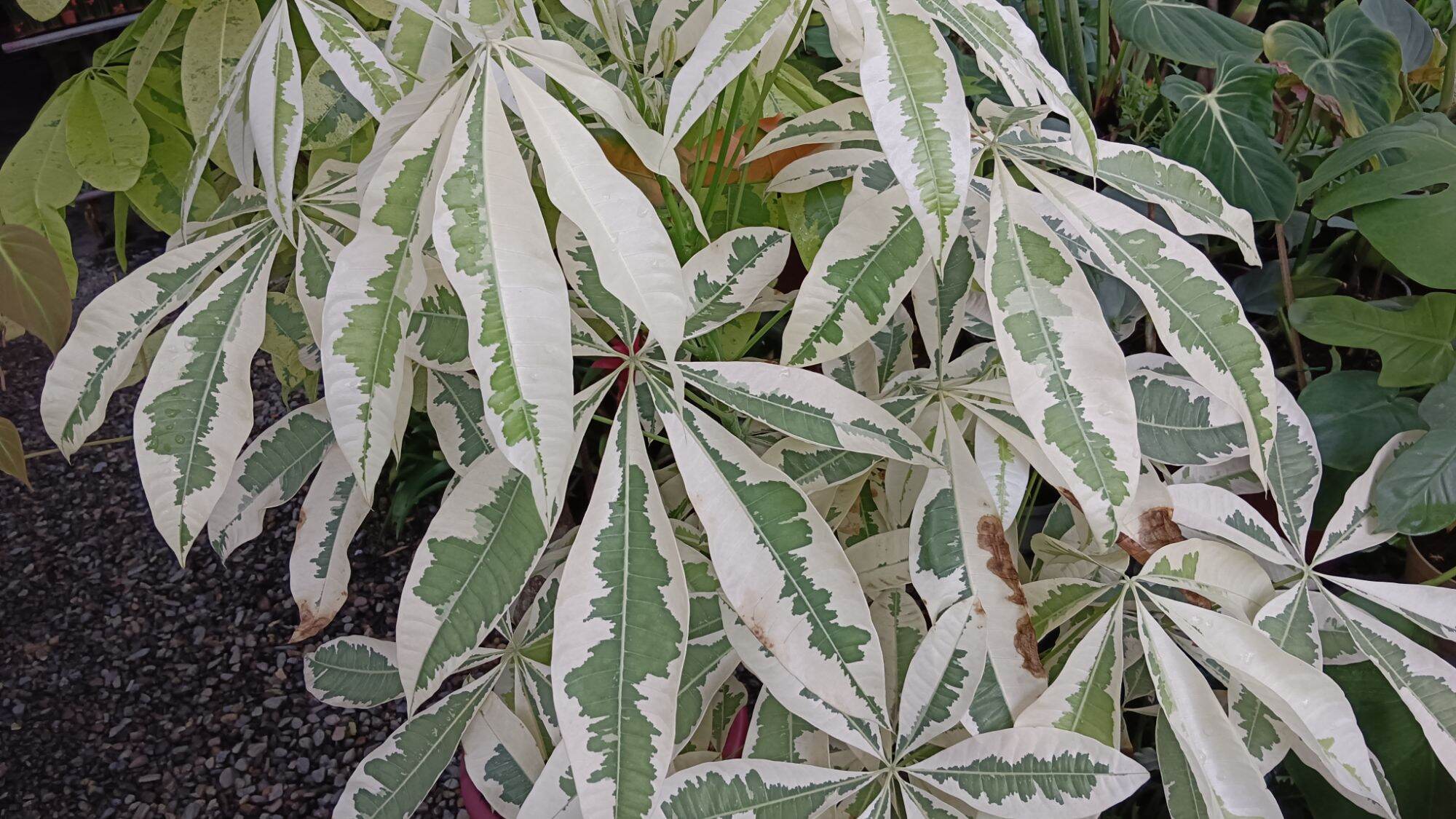 Money Tree Variegated | Lazada PH