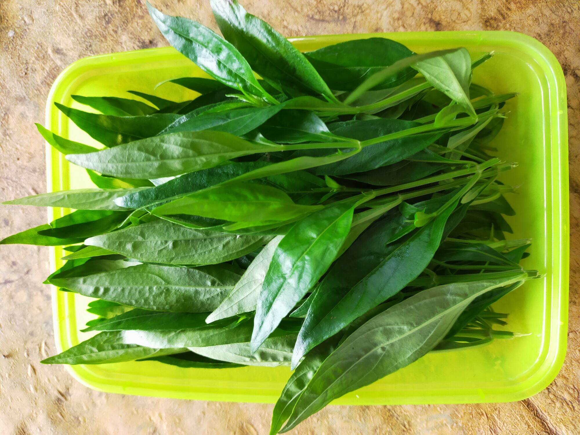 SERPENTINA FRESH LEAVES ONLY | Lazada PH