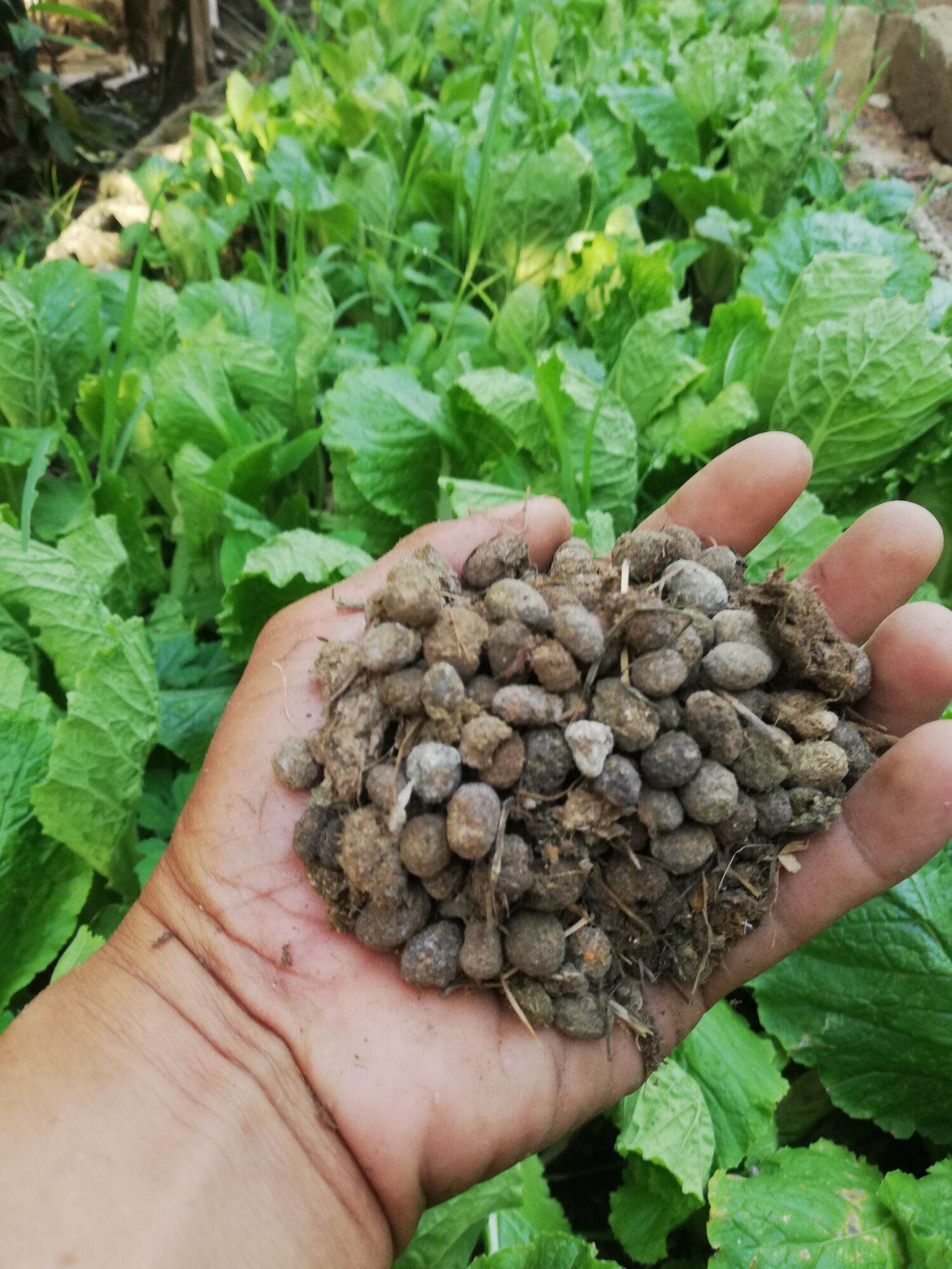 Dried Rabbit Manure Organic Fertilizer 2kg | Lazada PH