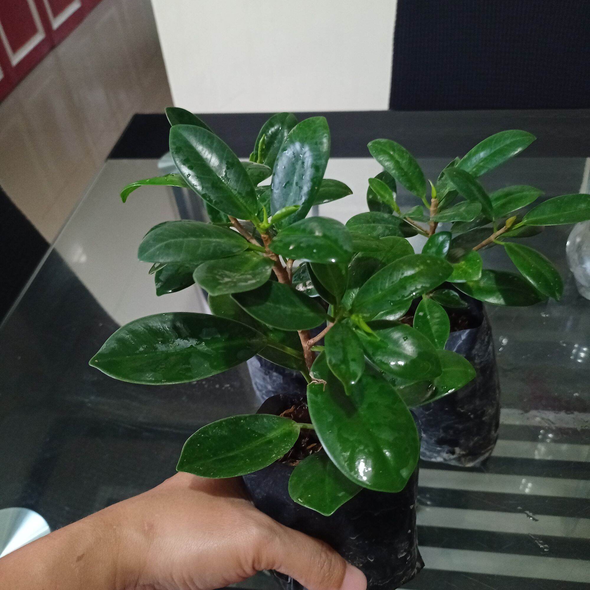 ficus nana | Lazada PH