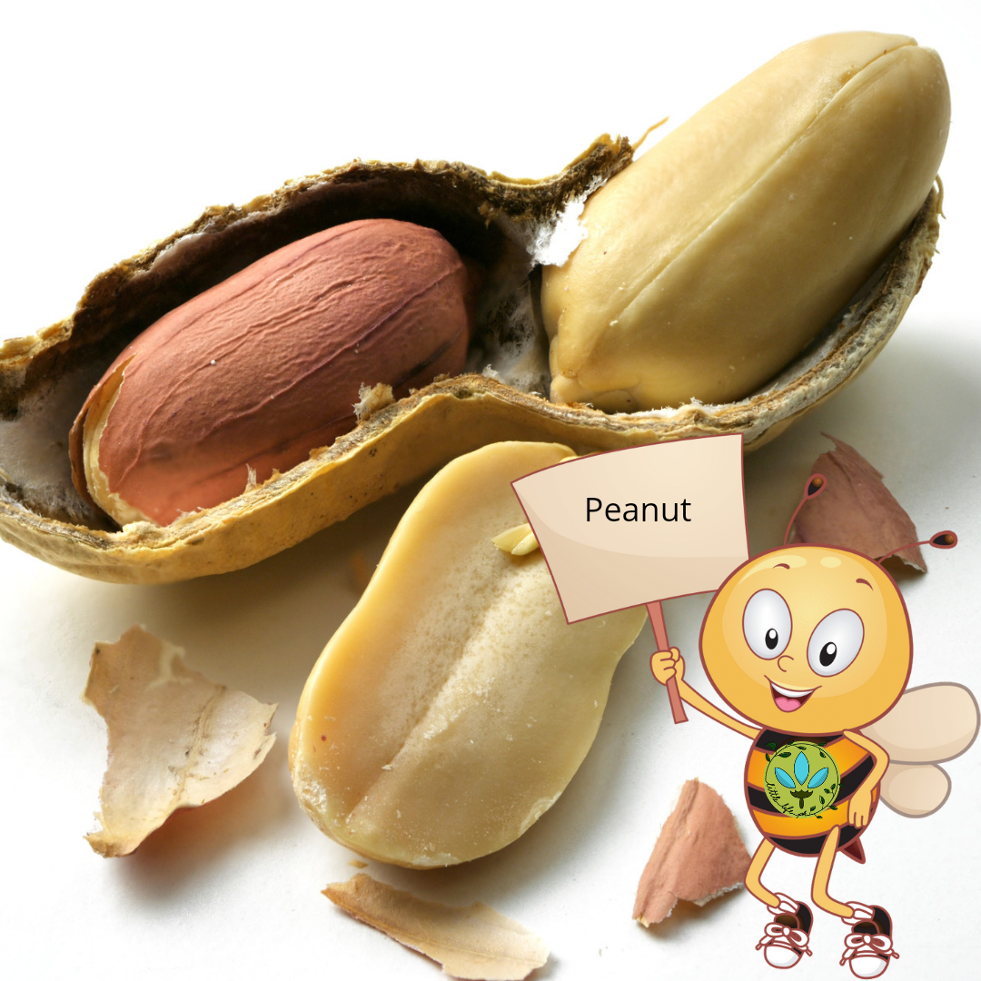 binhi pantanim mani peanut seeds nuts outdoor garden plant | Lazada PH