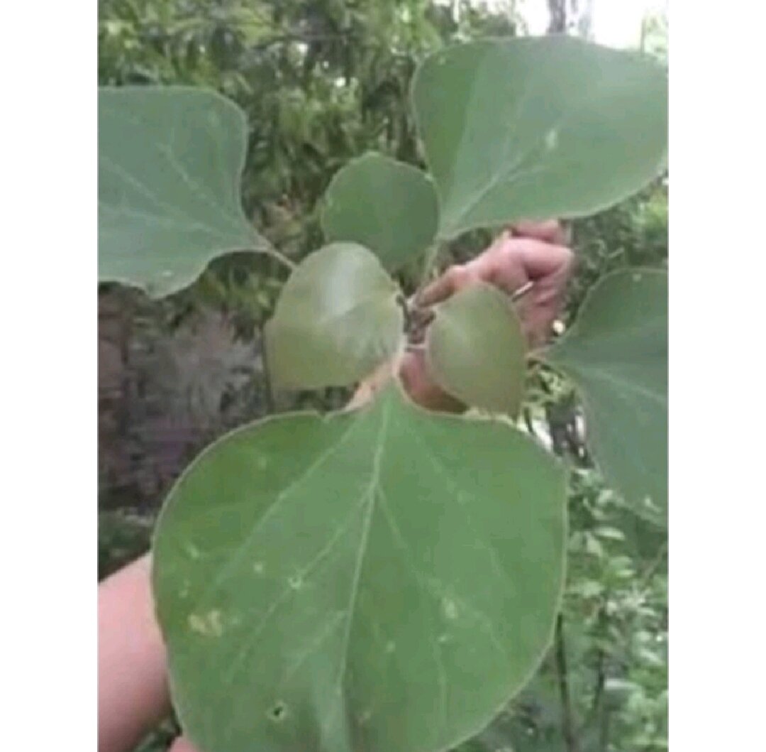 Gmelina leaves 20 pieces | Lazada PH