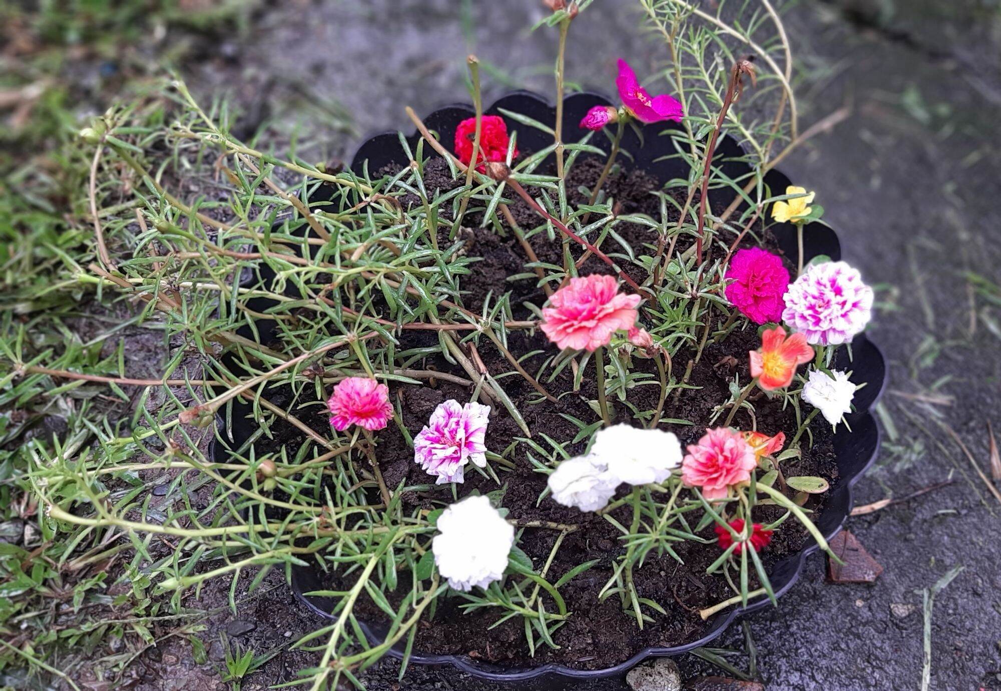 Alembong / Vietnam Rose (Live Plant) Assorted Colors | Lazada PH