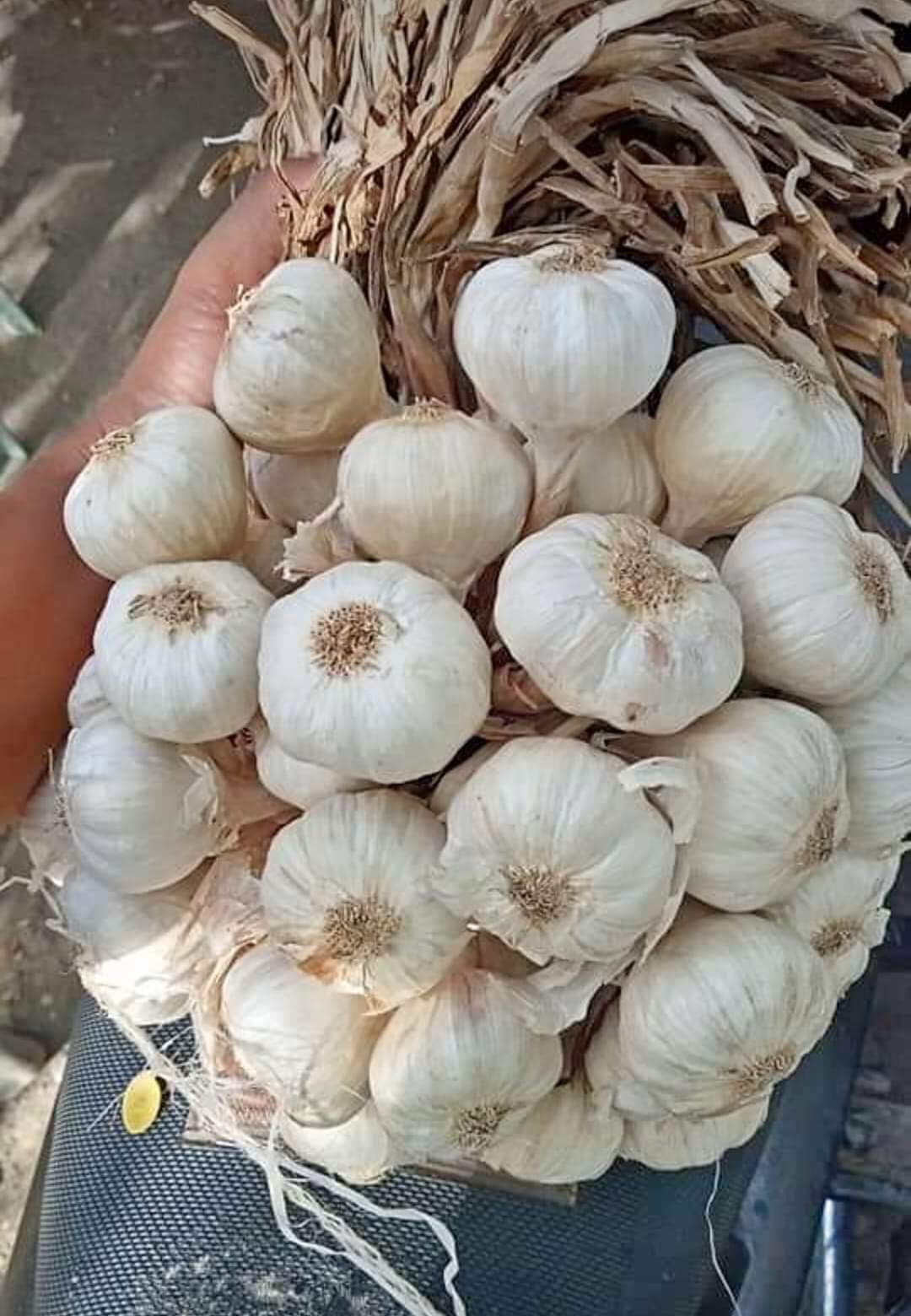 1/2 kilo native bawang (ilocos garlic) | Lazada PH
