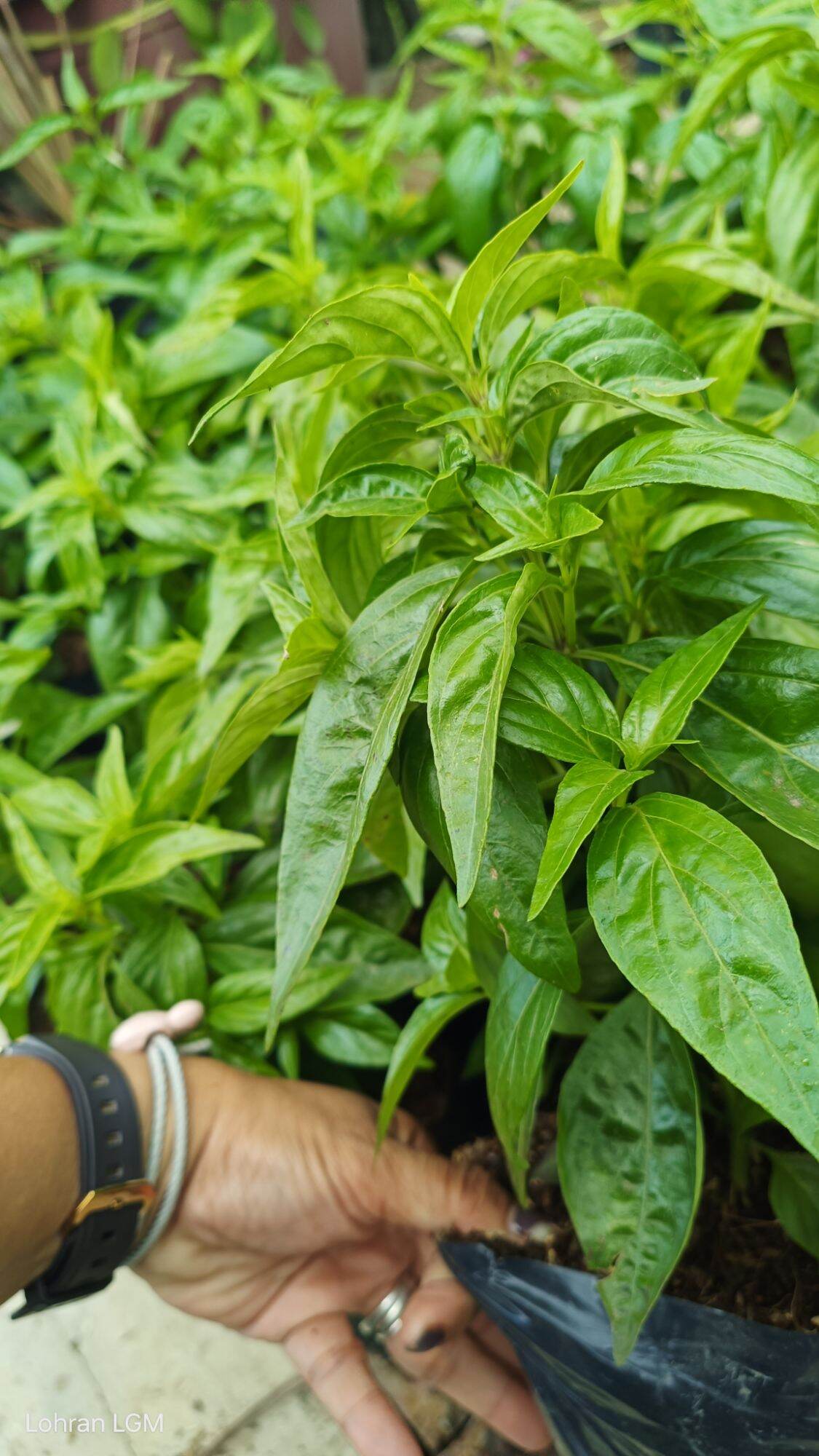 Serpentina/Rauvolfia serpentina/Indian snake root seedlings | Lazada PH