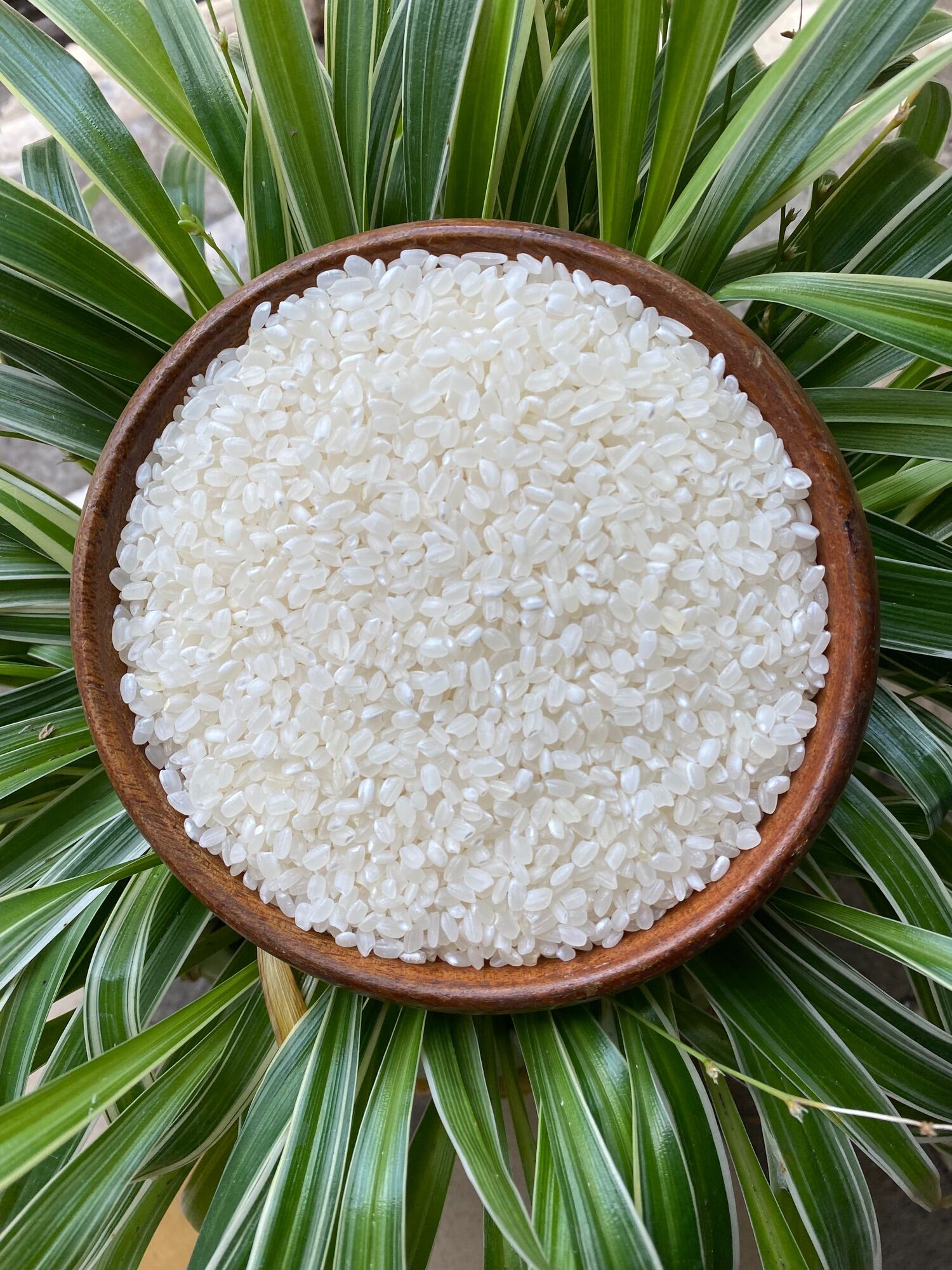 SAKURA JAPANESE RICE 25kgs Sushi Rice /King Crab Japanese | Lazada PH