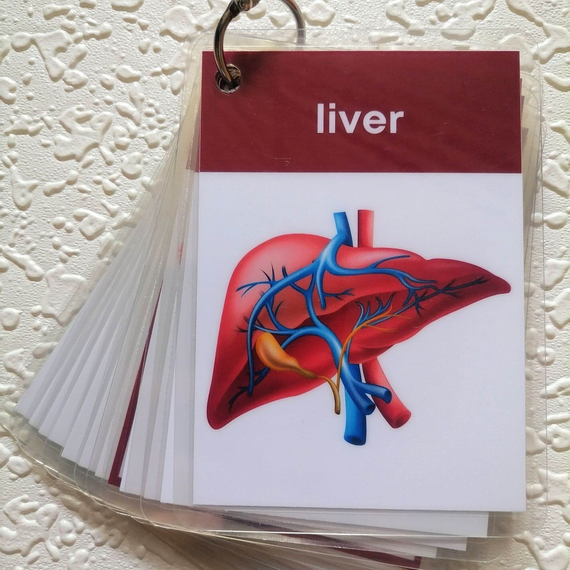 11PCS Human Anatomy / Internal Organs Flashcards for kids, Laminated ...