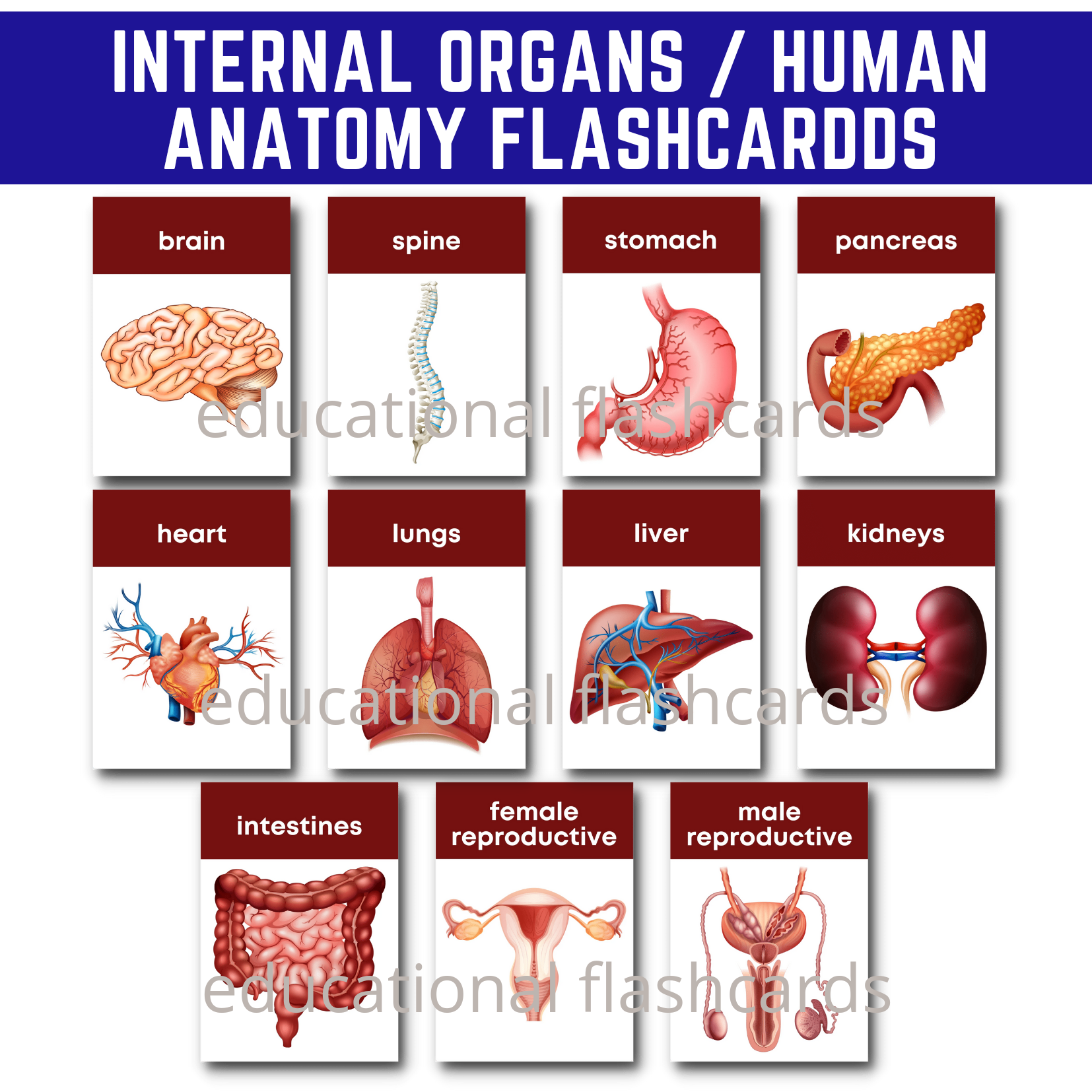 Human Anatomy Flashcards , Human Internal Organs Flashcards for kids ...