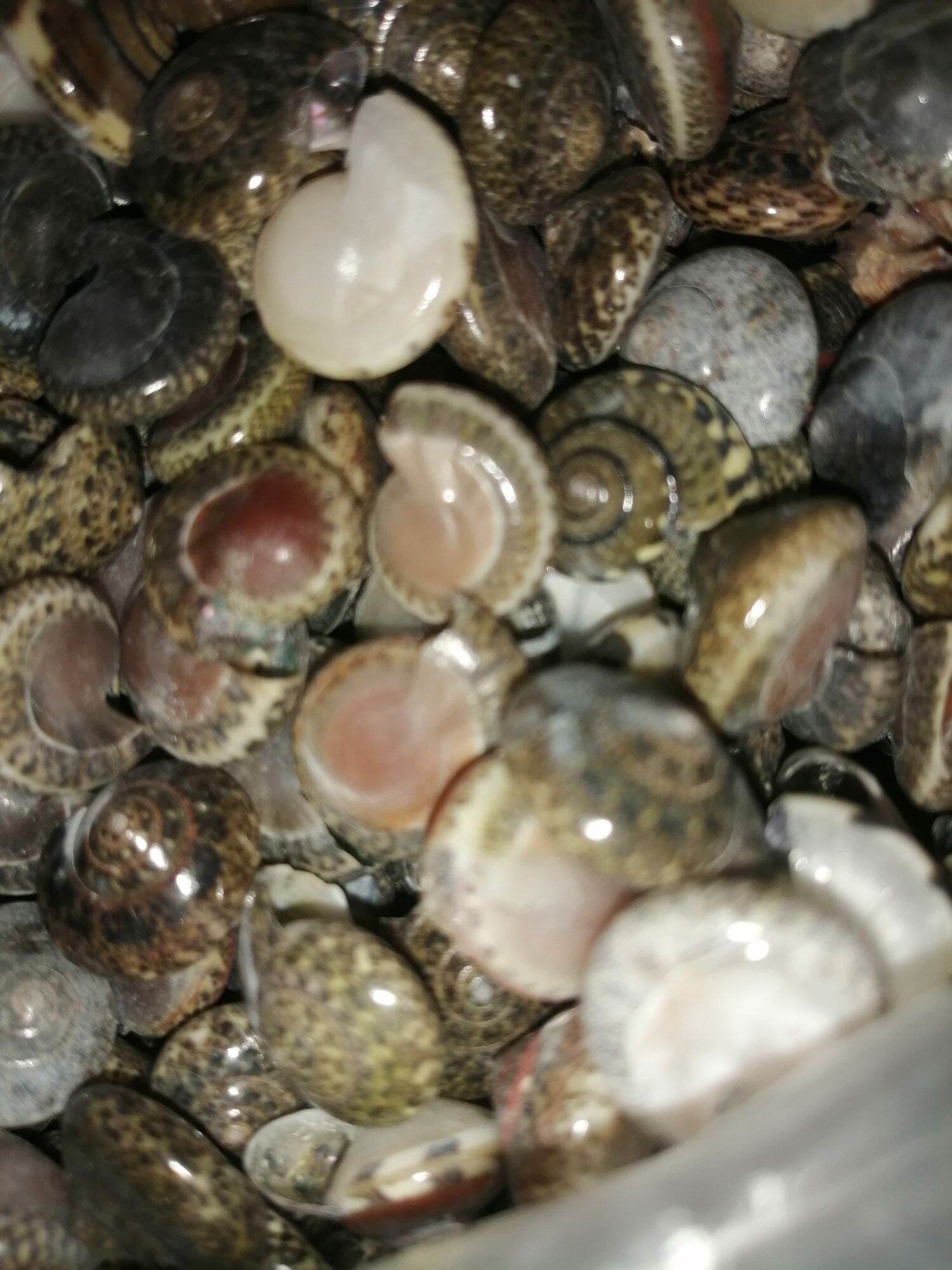 Real seashell/ batad/ Button shell/Crafts/Handcrafts/Decorative ...