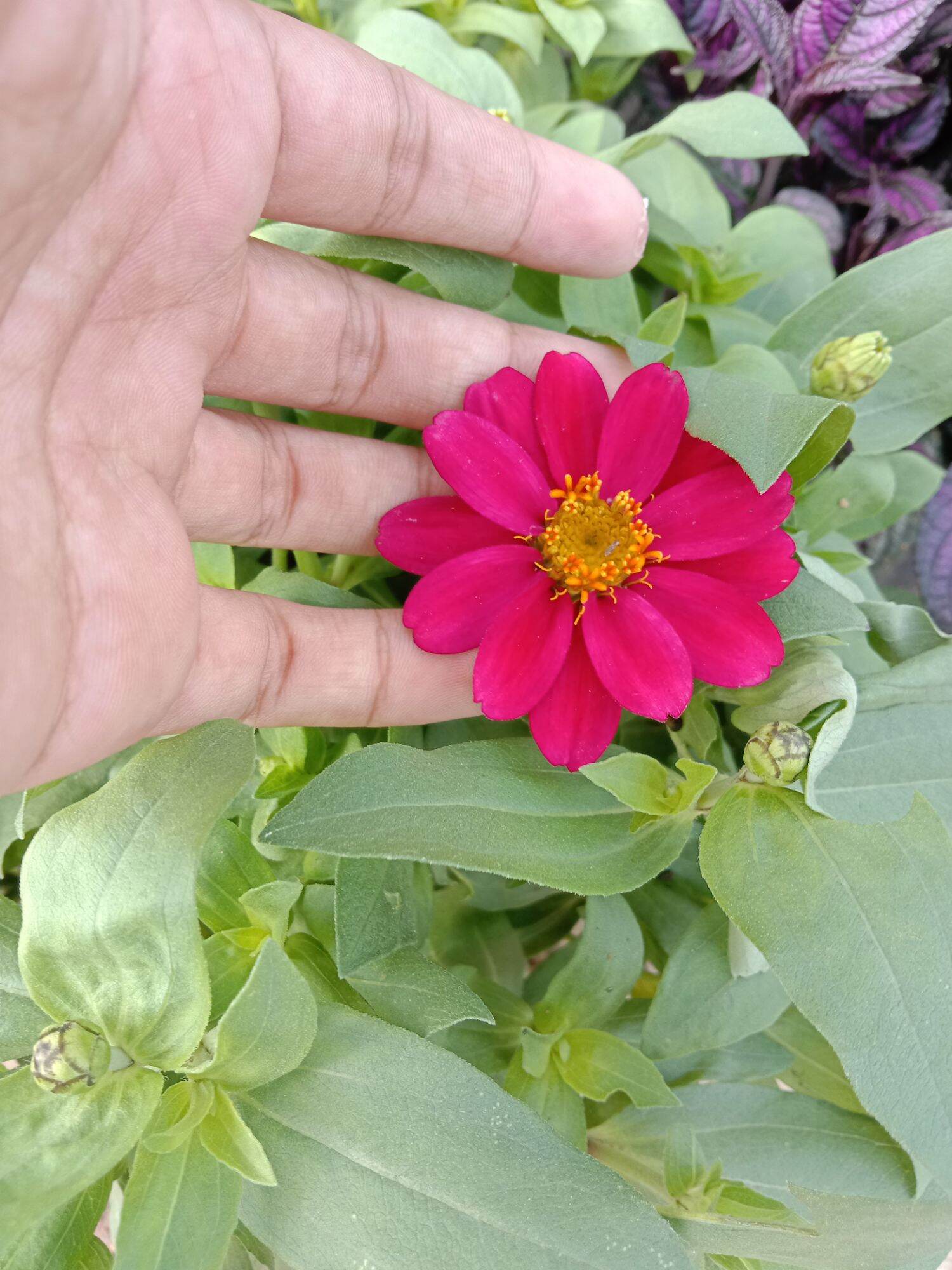 Zinia | Lazada PH