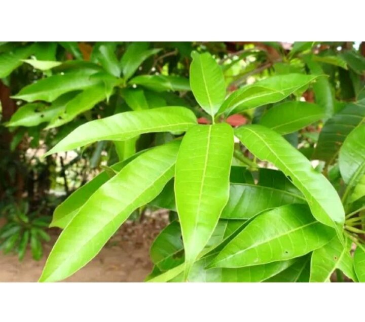 Manggo Leaves/Dahon ng Mangga(50leaves) | Lazada PH