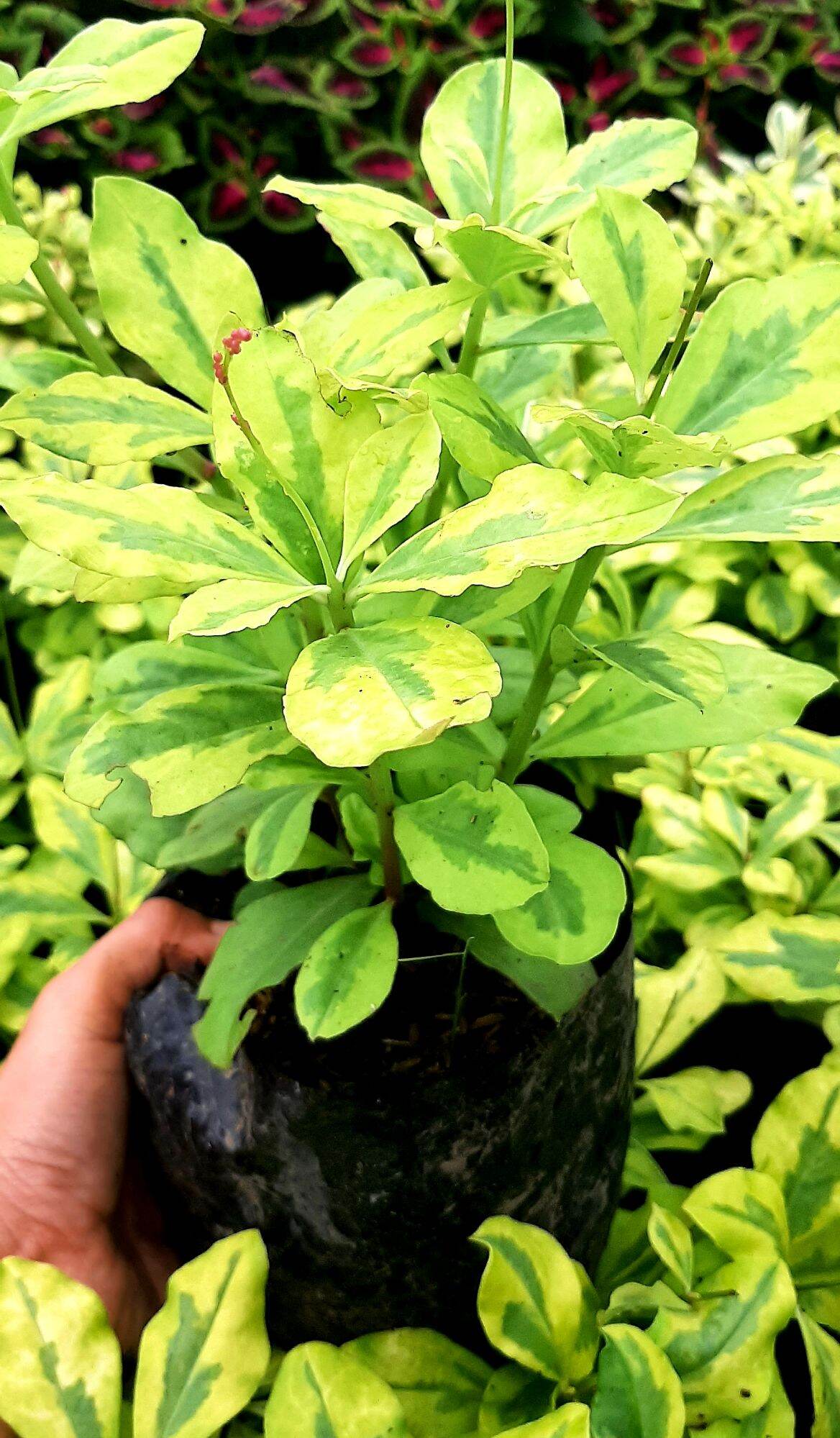 Golden Moa Live Plant | Lazada PH
