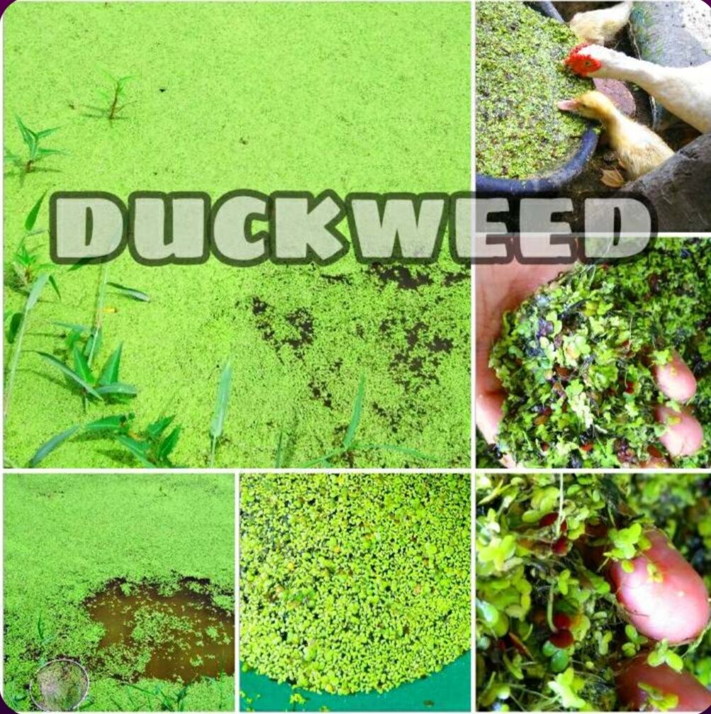 Duckweed / floating Plants | Lazada PH