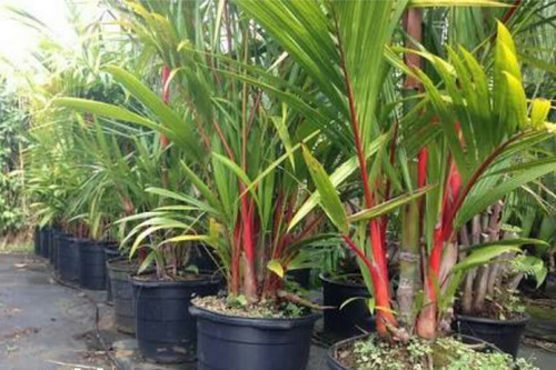 BUY 1 TAKE 1 FREE!!!? Red Palm Tree Chinese Lucky Palm Small Size Live ...