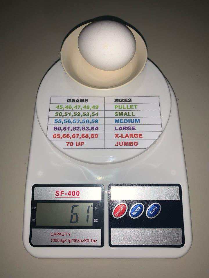 Digital Egg Weighing Scale dual function | Lazada PH