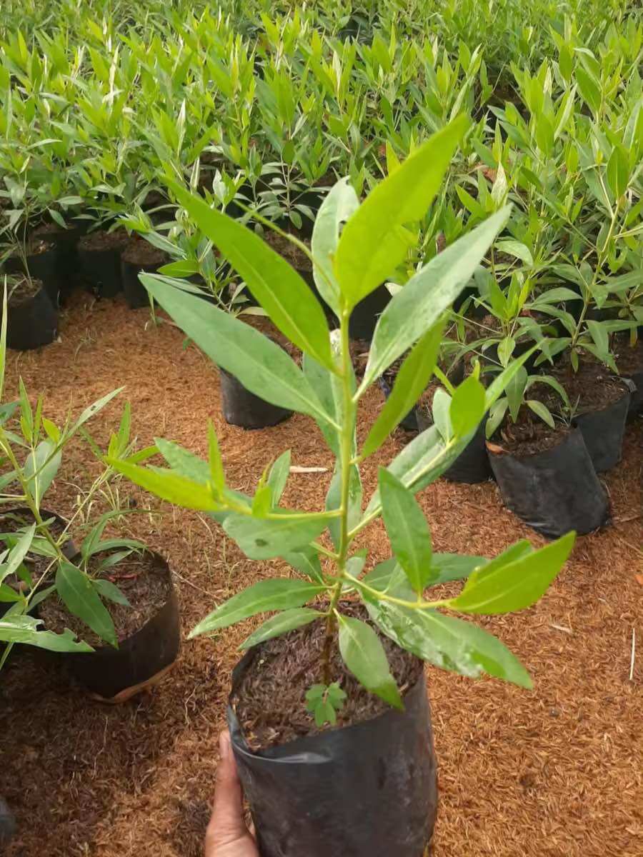 CONOCARPUS ERECTUS GOOD FOR FENCING | Lazada PH