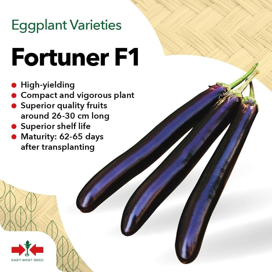 FORTUNER F1 EGGPLANT SEEDS EAST WEST HYBRID TALONG SEEDS 50 GRAMS ...