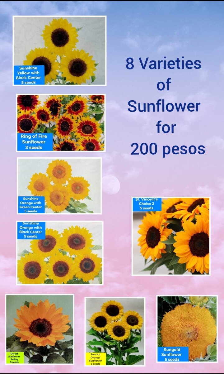 200 pesos for 8 Varieties of Sunflower | Lazada PH