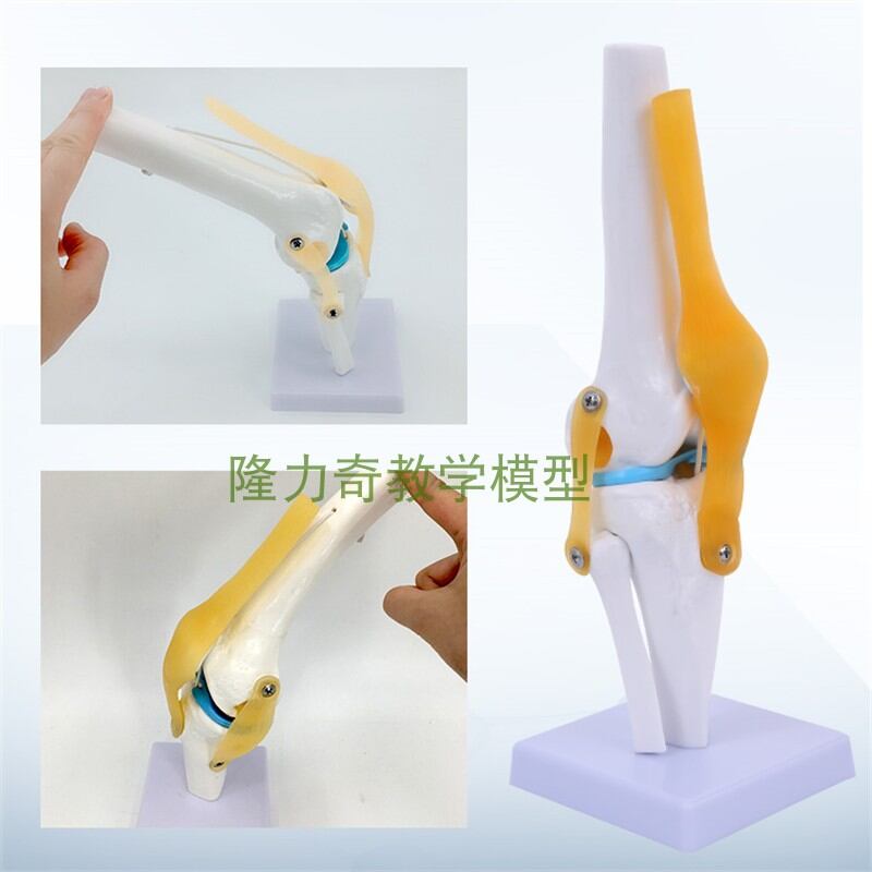 Human Knee Joint Model Shoulder Joint Elbow Joint Hand Joint Foot Joint ...
