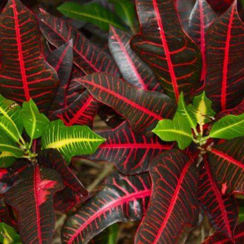 Croton Nervia Rare Cultivar (Codiaeum variegatum) | Lazada PH