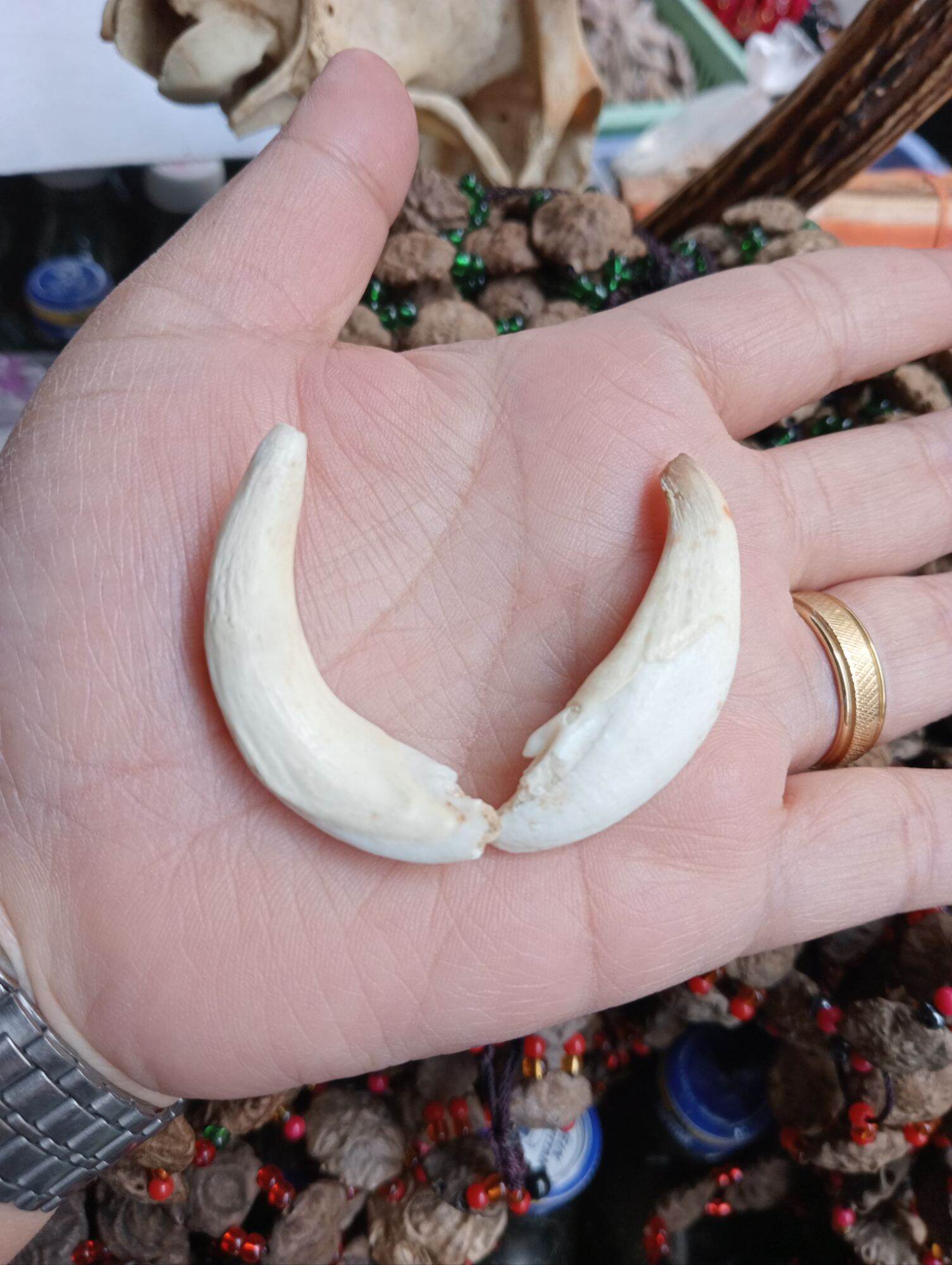 pangil Ng baboy ramo pangontra sa lahat Ng panganib | Lazada PH