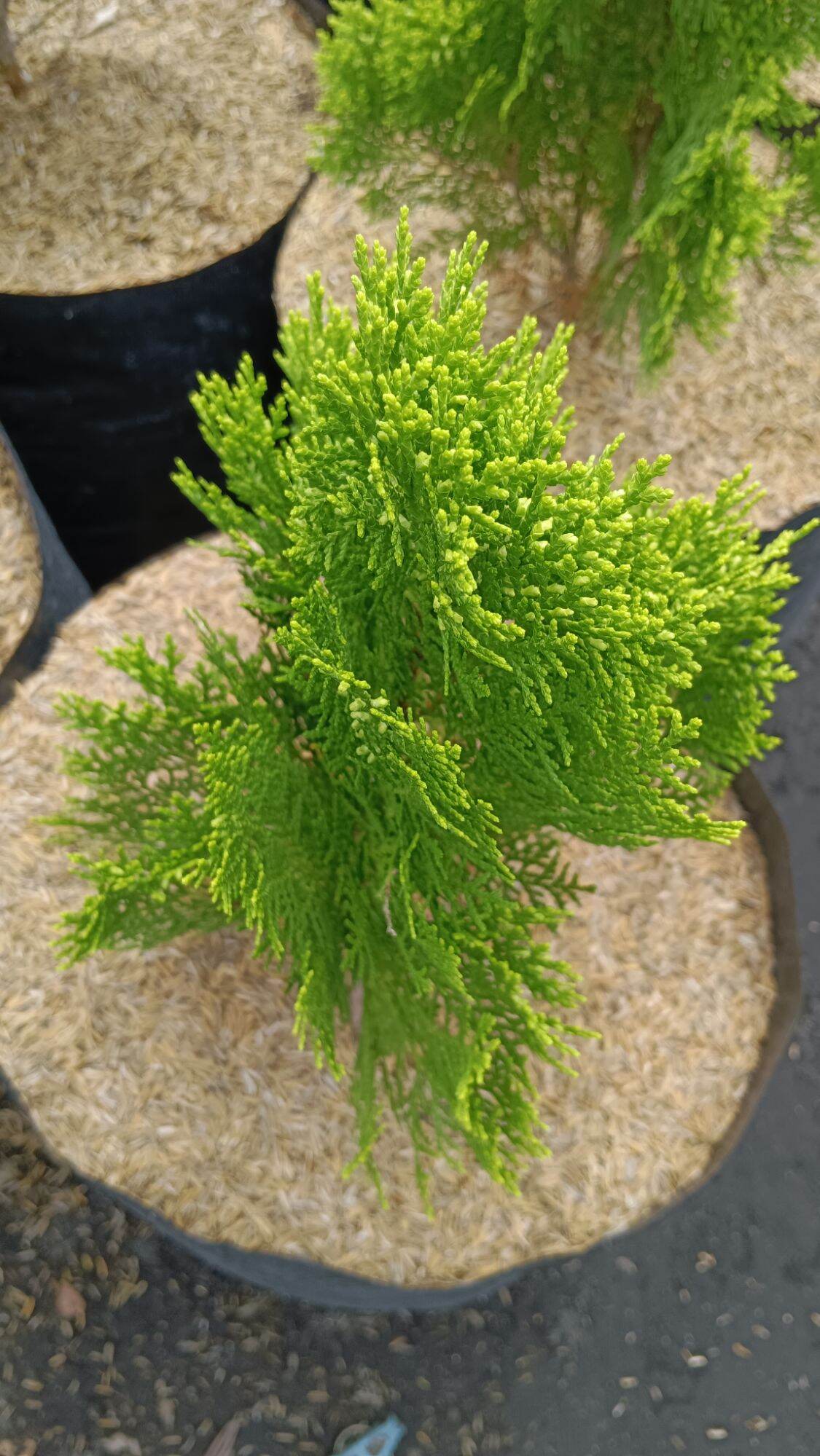 BUY 2 TAKE 1 FREE Cypress Pine Tree upto 1ft Plant Super Sale!!! Buy 2 ...