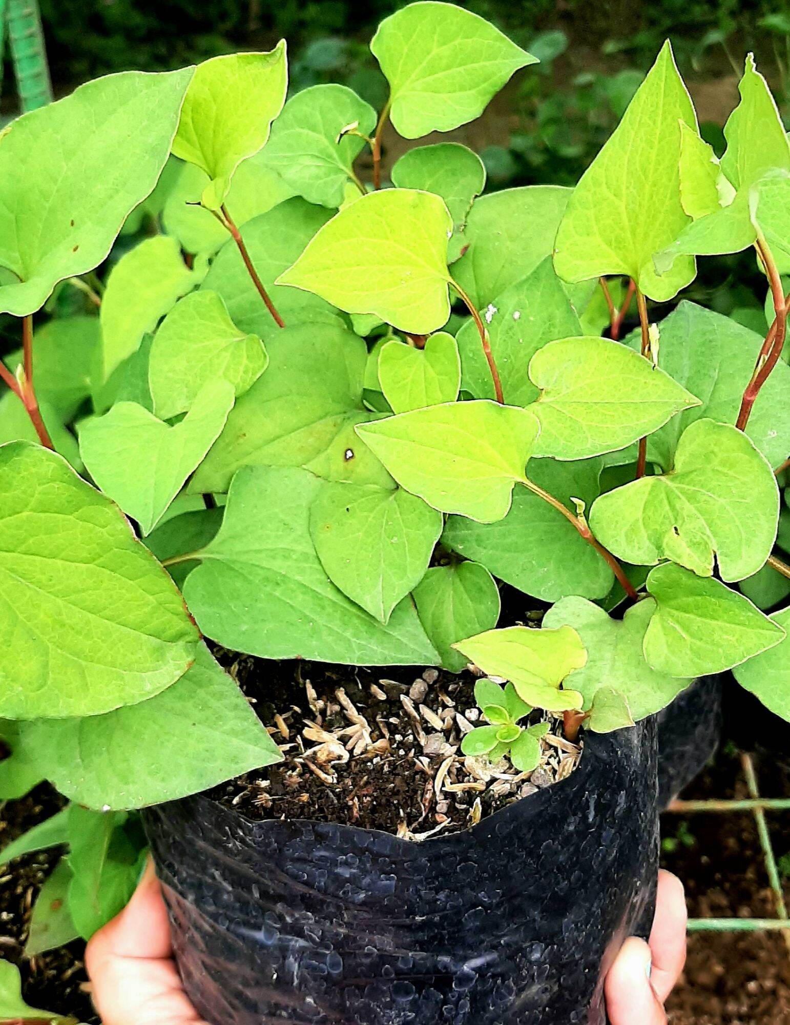 Fish Mint Herb Plant (For Luzon Area Only) | Lazada PH