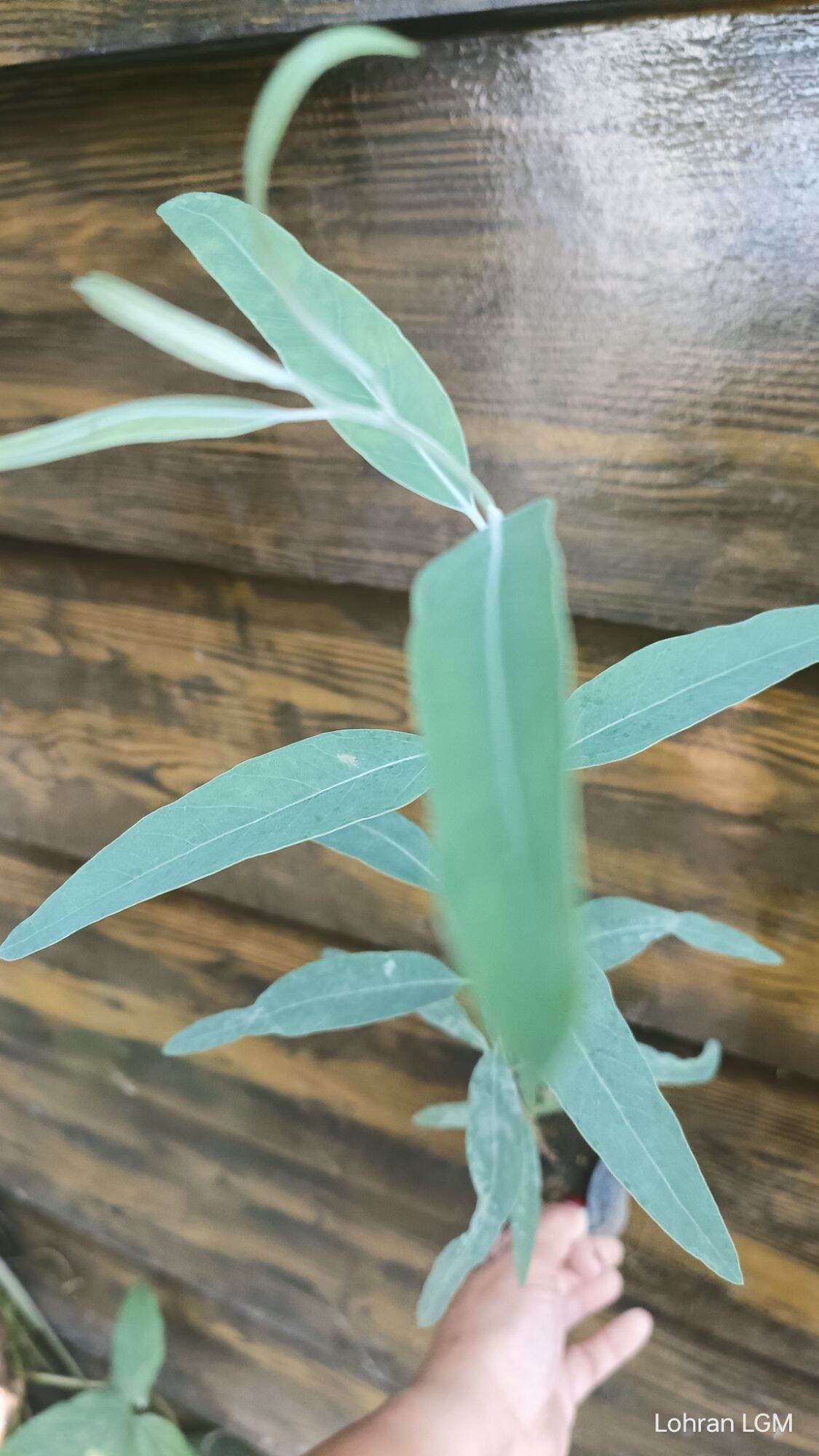 Eucalyptus Globulus Blue Gum Tree Seedlings | Lazada PH