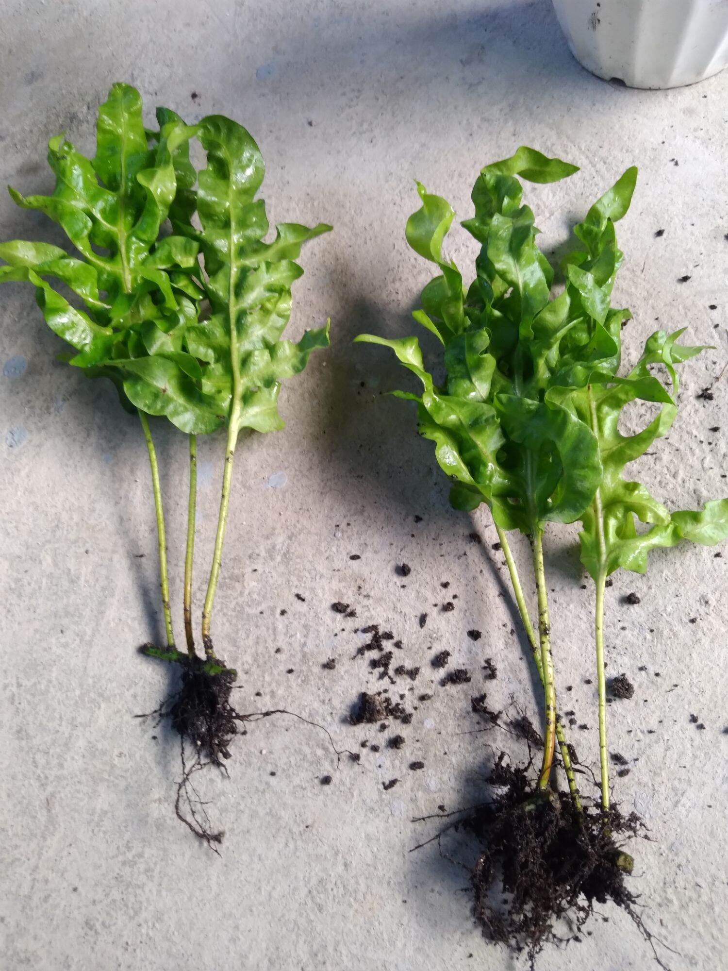 JAPANESE CURLY FERN/POLYPODIUM 10-12 inches hieght /3 stem uprooted ...