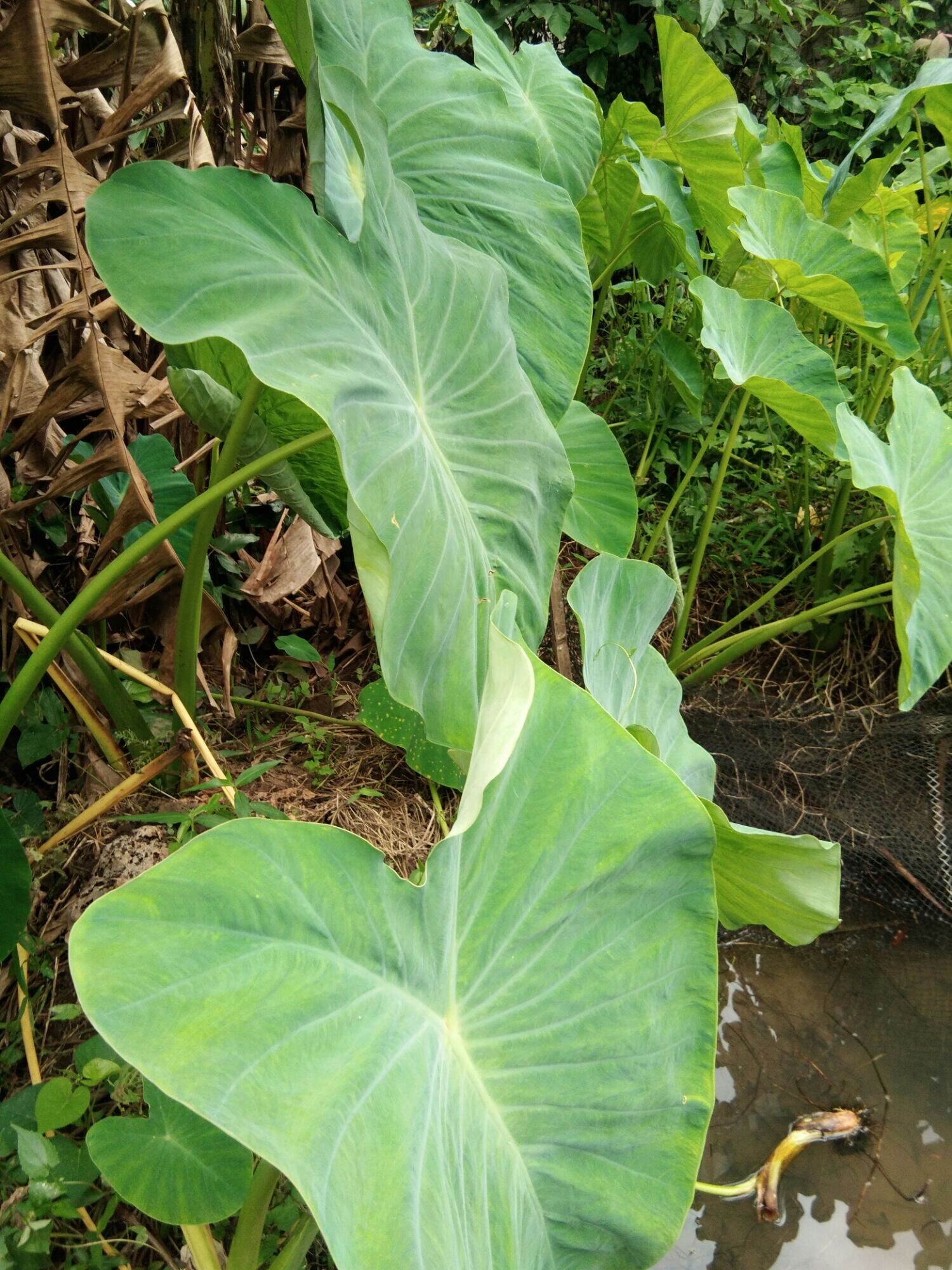 Gabi Planting Seeds/Bulbs 3pcs | Lazada PH