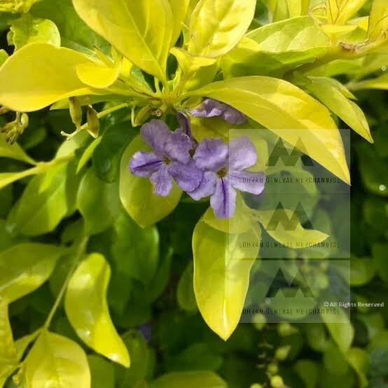 Golden Dew drop Lime Duranta hedge Landscape Outdoor Garden | Lazada PH