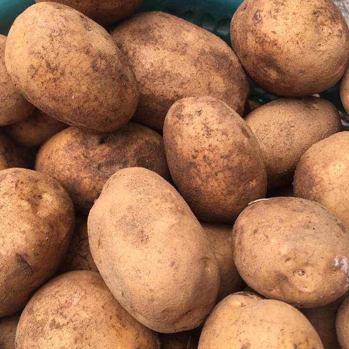 Potato- patatas 3kg Wholesale | Lazada PH
