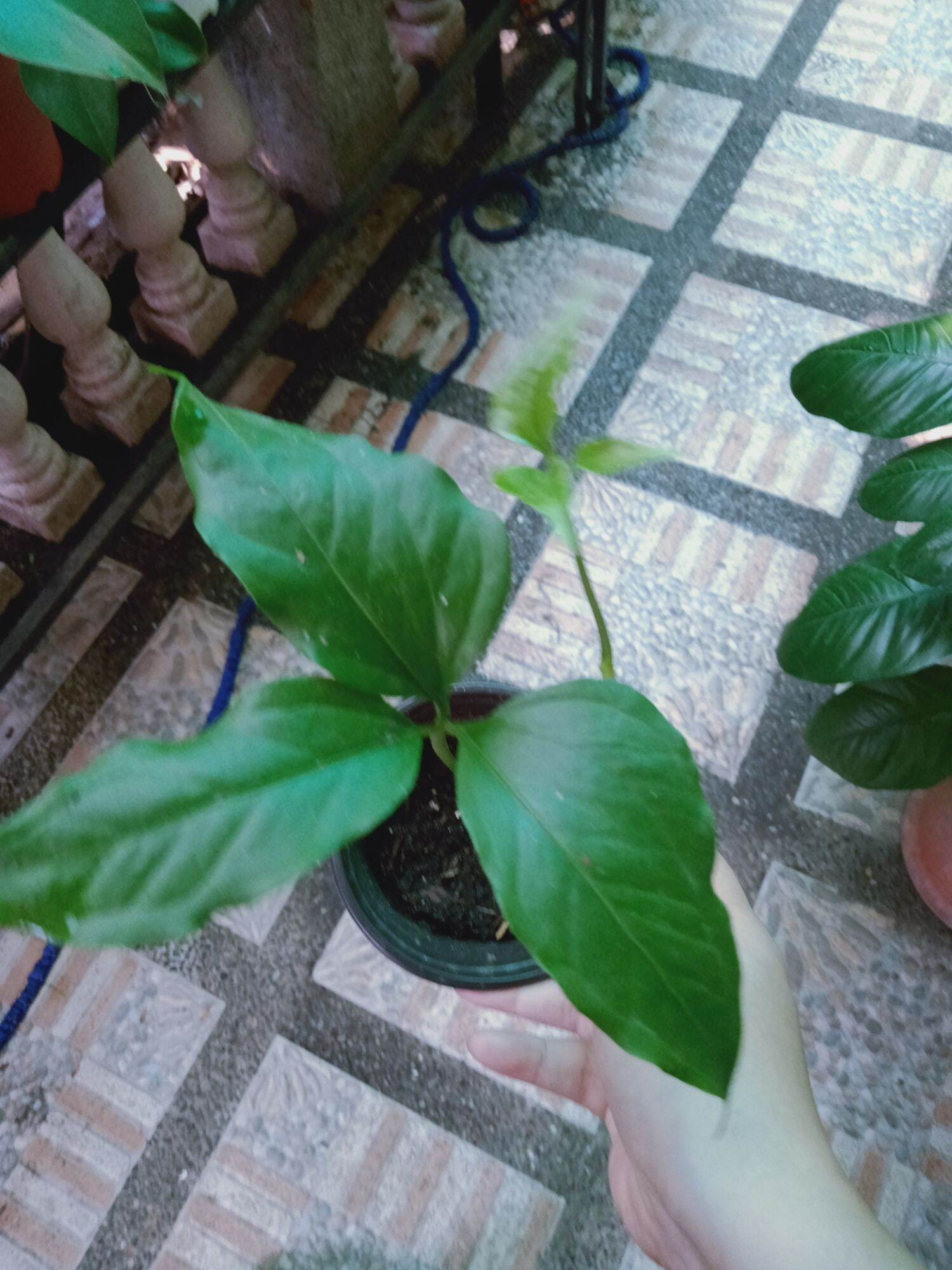 anthurium digitatum | Lazada PH