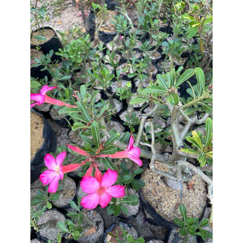 Adenium Kalachuchi | Lazada PH