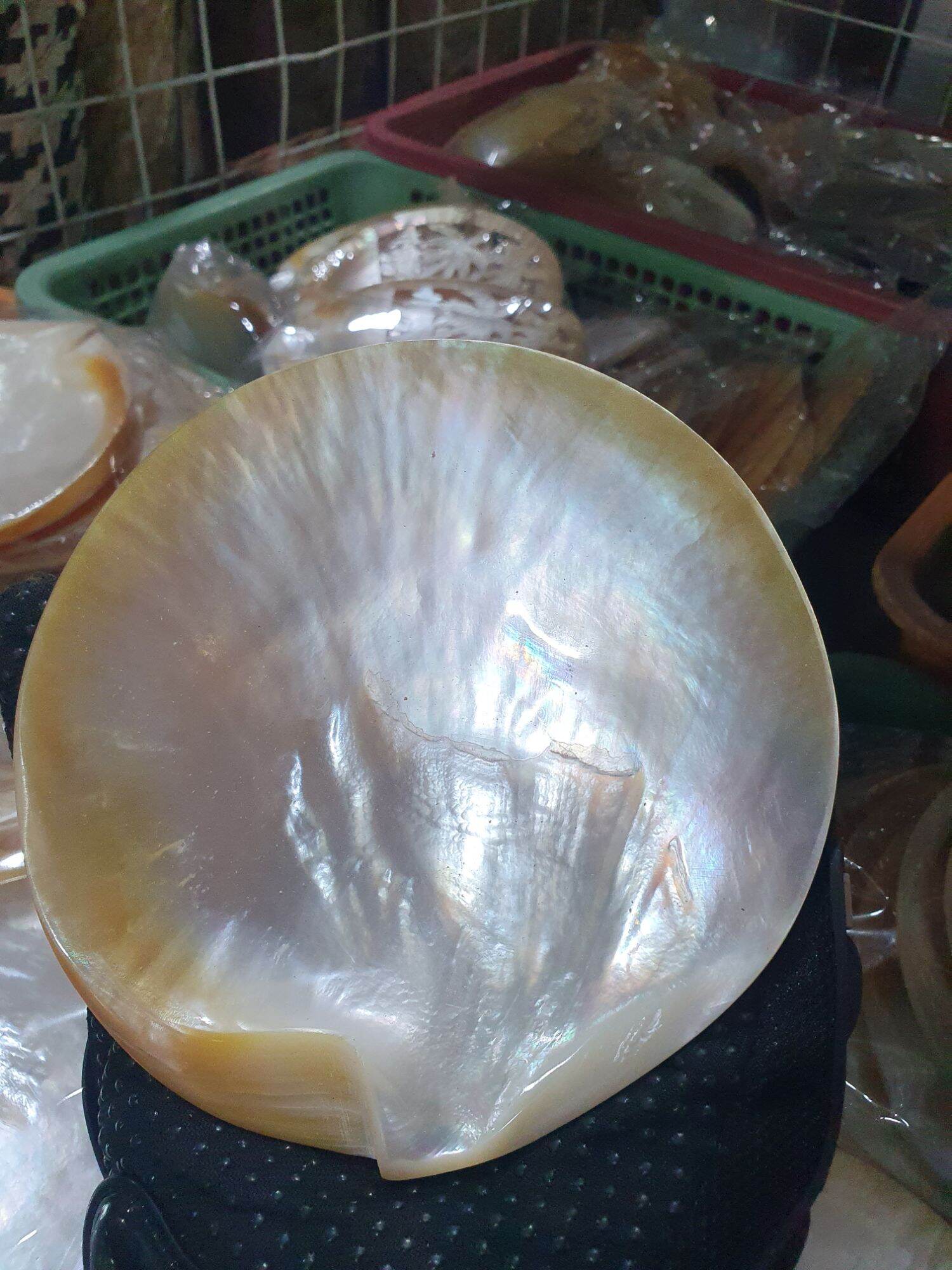 Authentic Mother of Pearl Shell | Lazada PH