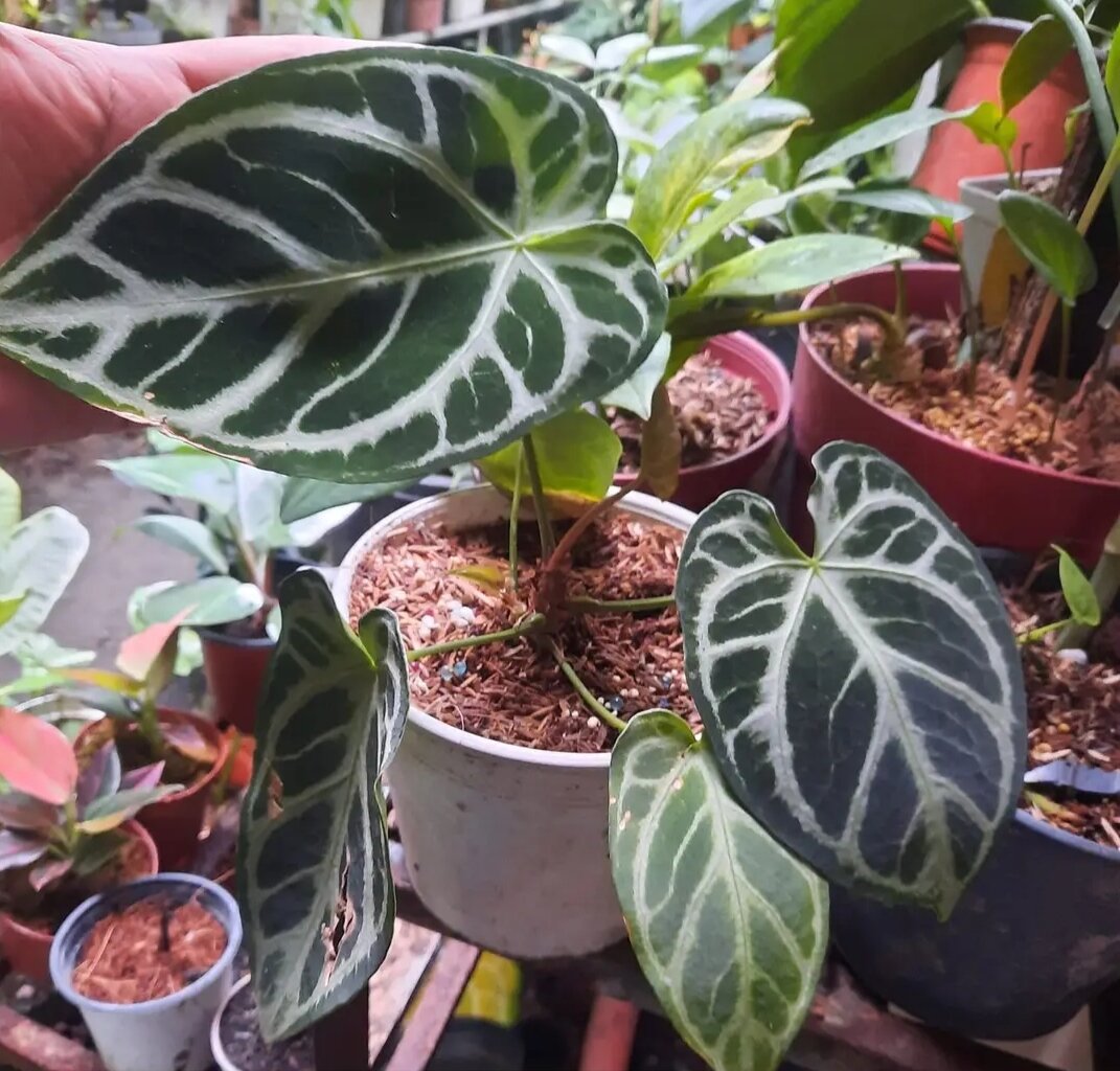 Anthurium crystal hope | Lazada PH