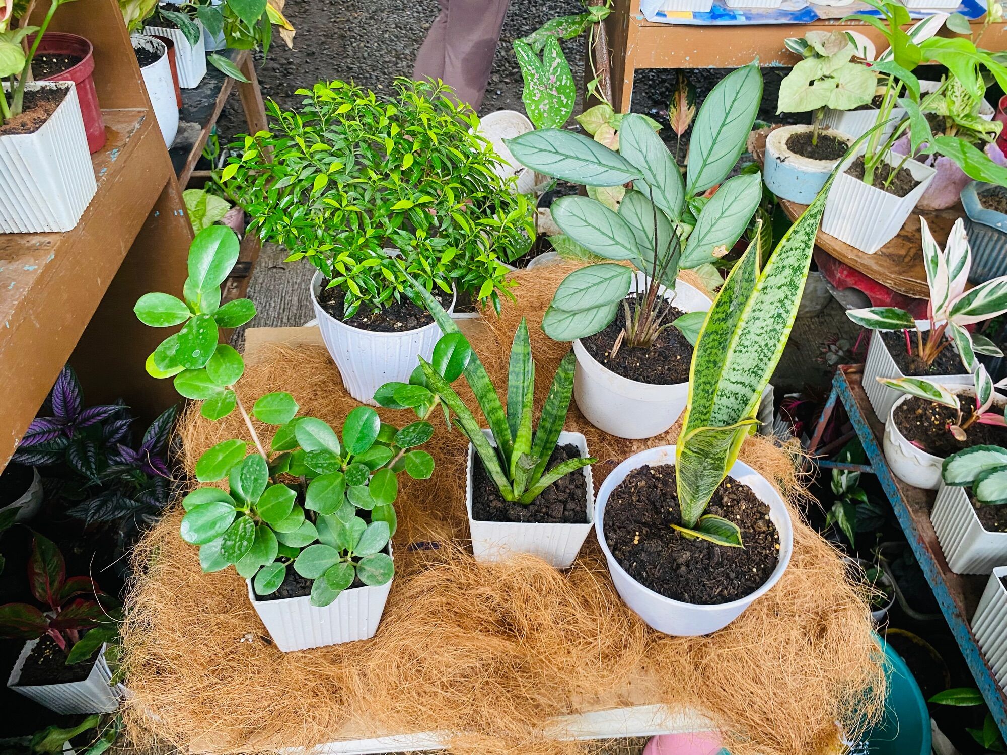 5 Plants for 900 - Free pots (Amelia Bundle) | Lazada PH