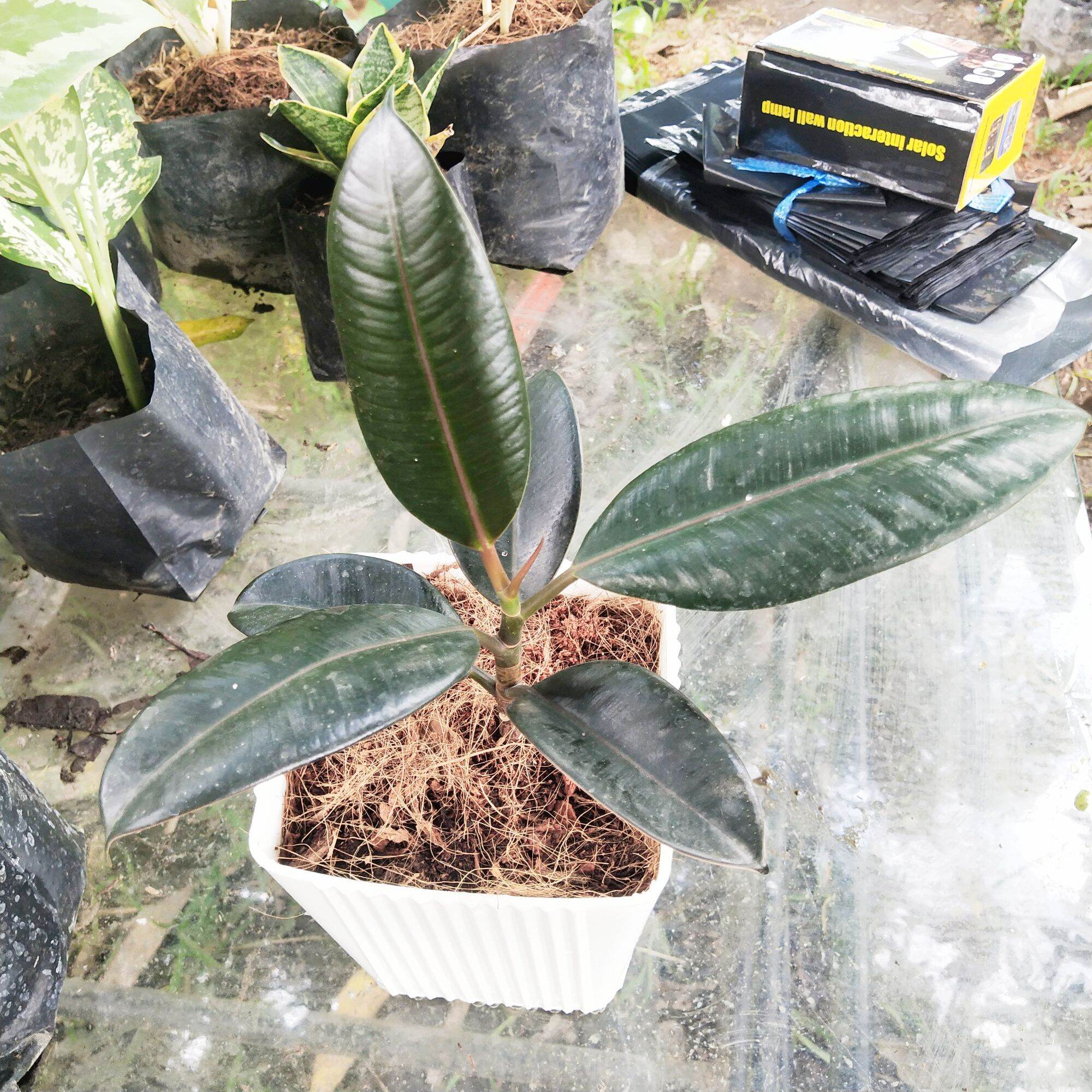 BLACK PRINCE RUBBER TREE PLANT FOR SALE | Lazada PH