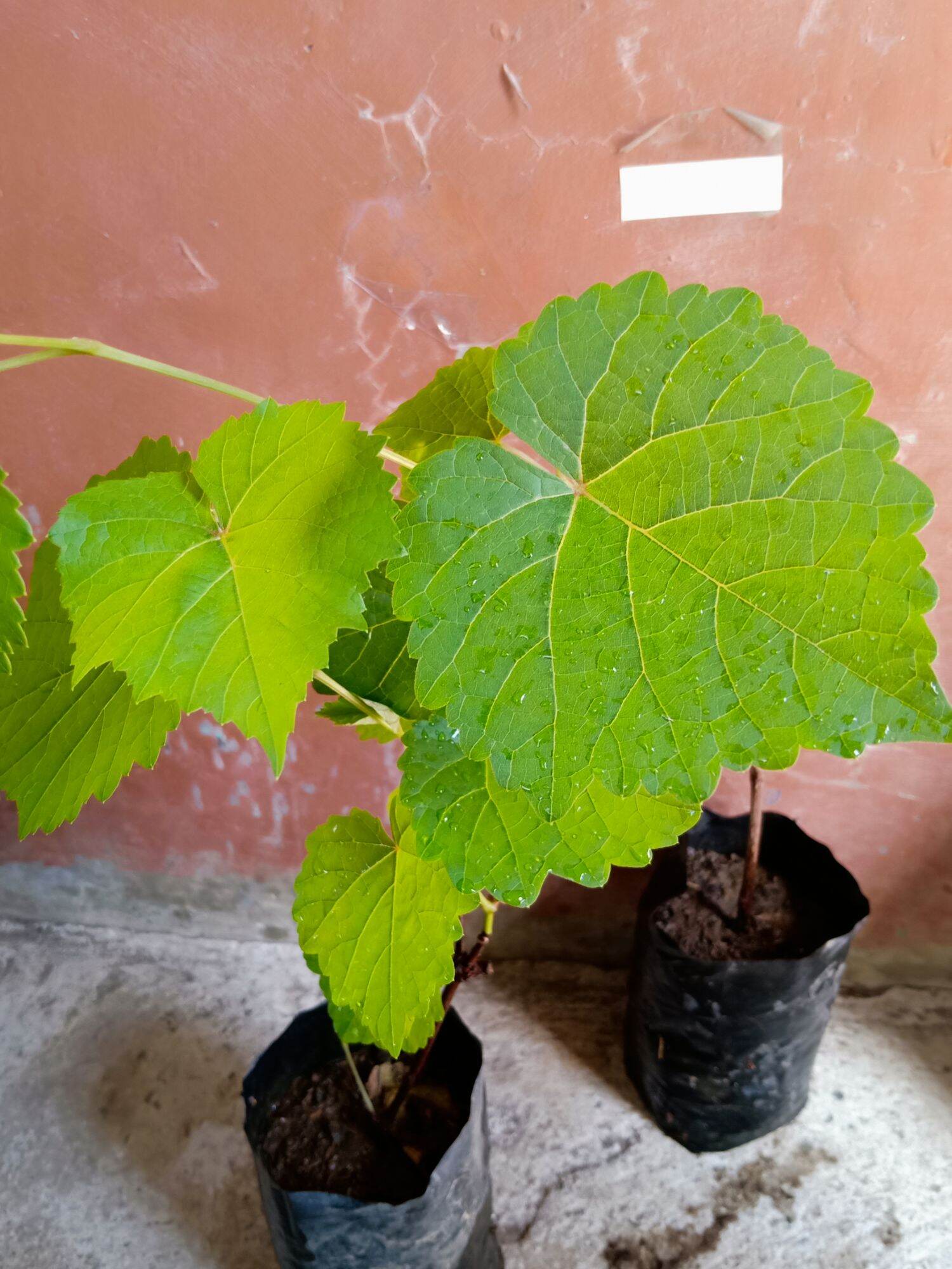 Catawba Grapes Roots Plant | Lazada PH